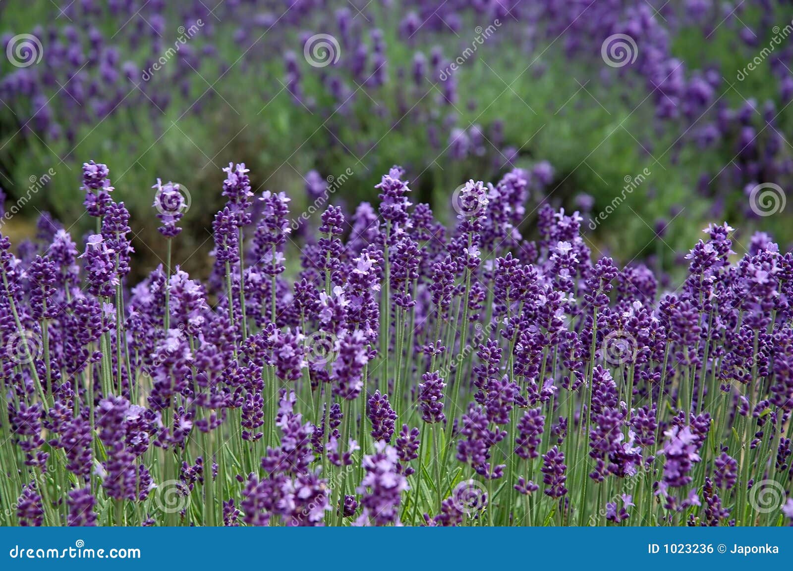The levender violet field stock photo. Image of nature - 1023236