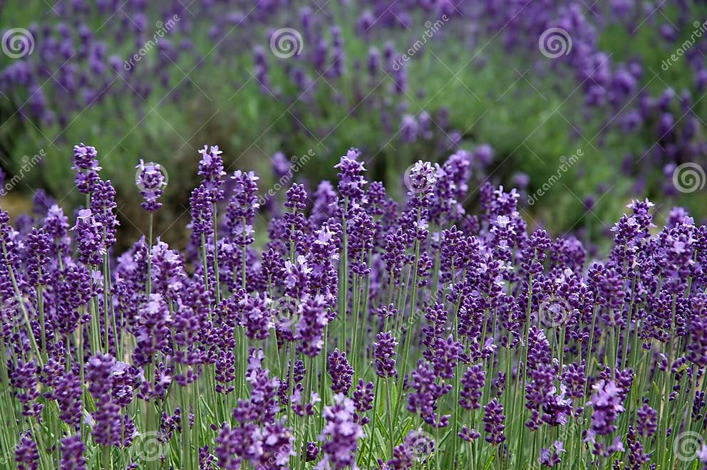 The levender violet field stock photo. Image of nature - 1023236