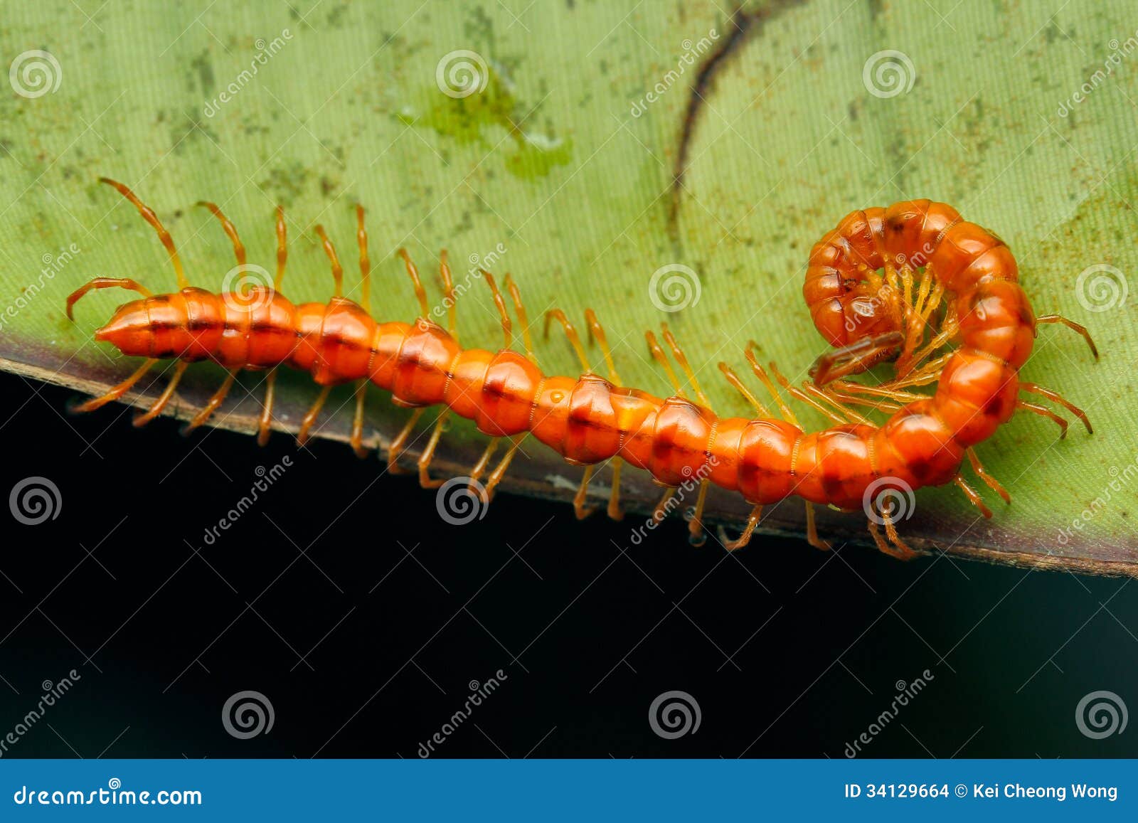 Levendige Rode Duizendpoot stock foto. Image of gerold - 34129664