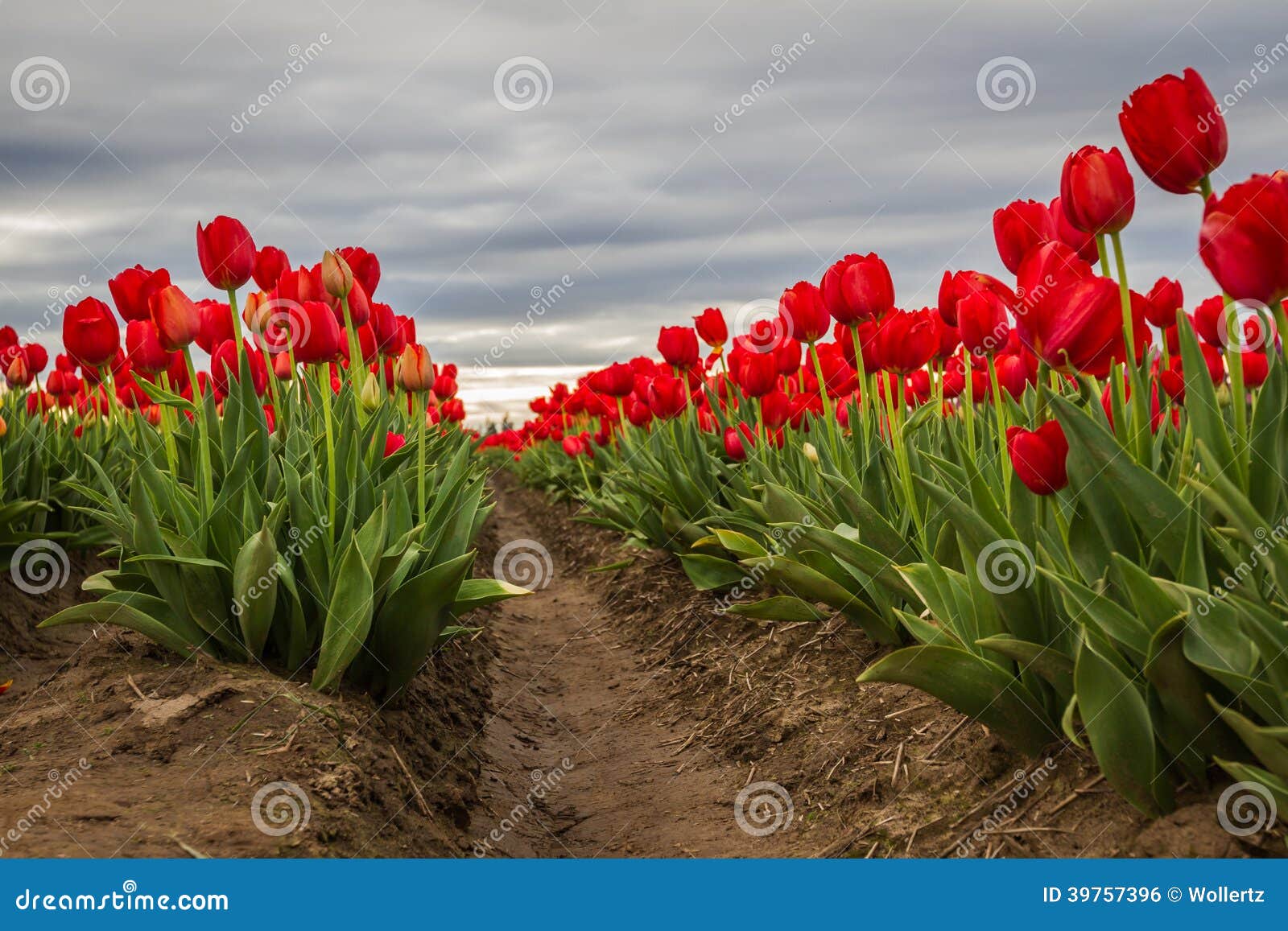 Levendige rode tulpen stock foto. Image of landschap - 39757396