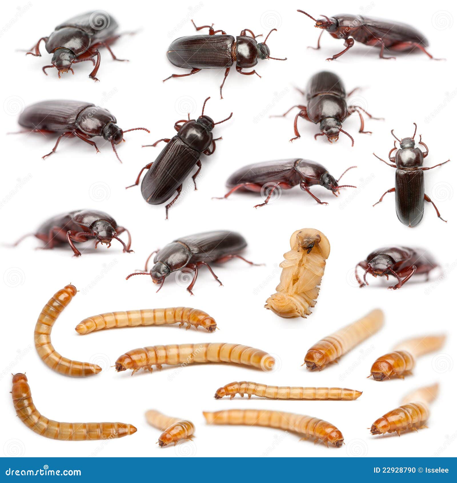 Levenscyclus Van Een Samenstelling Van De Meelworm, Tenebrio Stock Foto ...