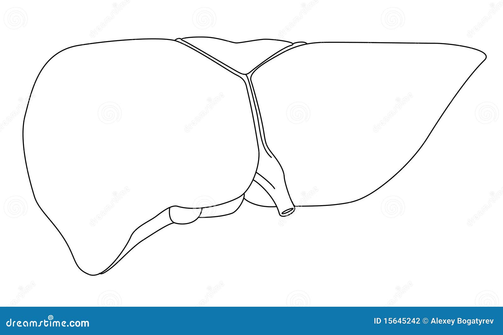 Lever Coloring Page Coloring Coloring Pages