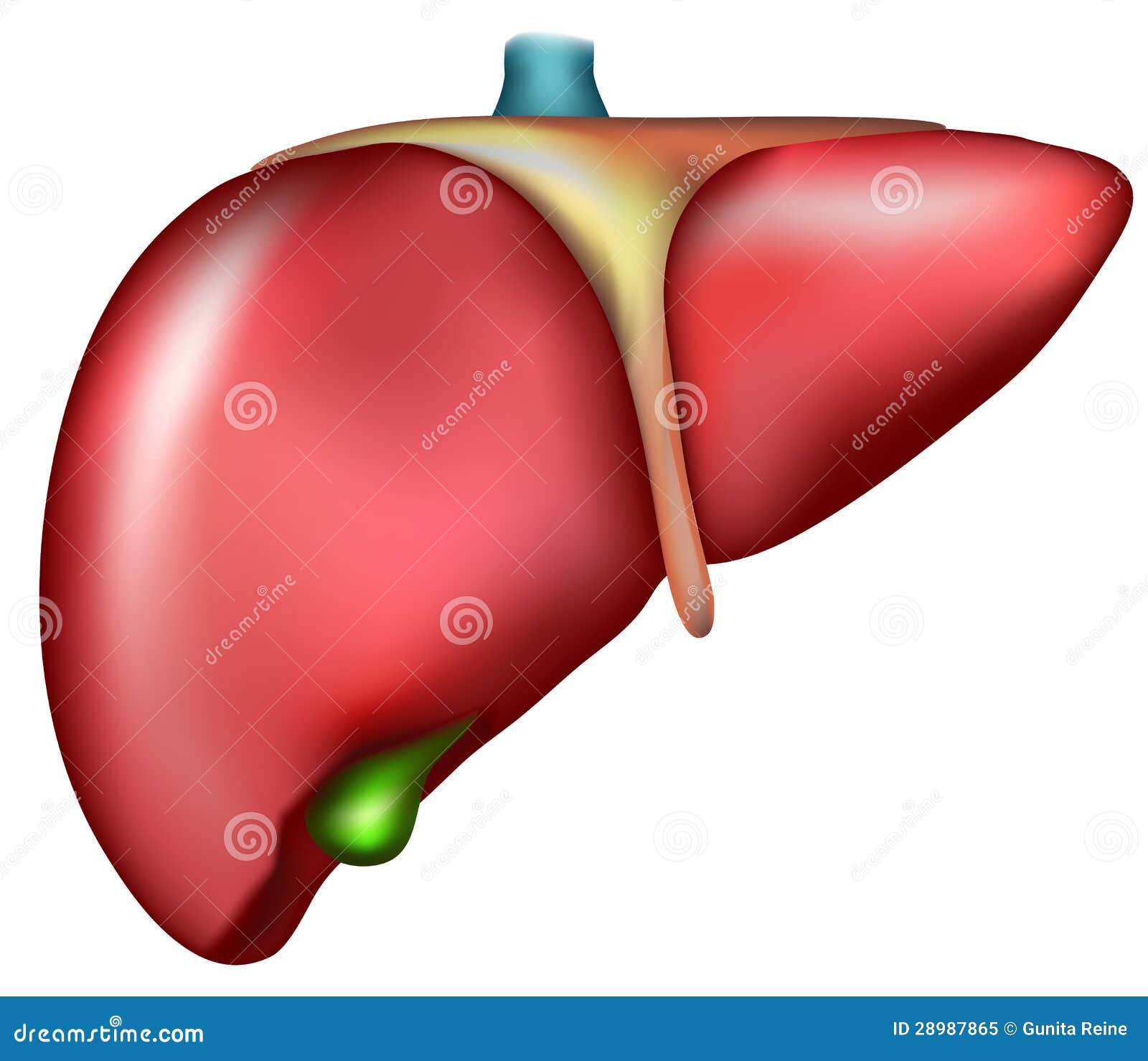 Lever vector illustratie. Illustration of gezondheid - 28987865