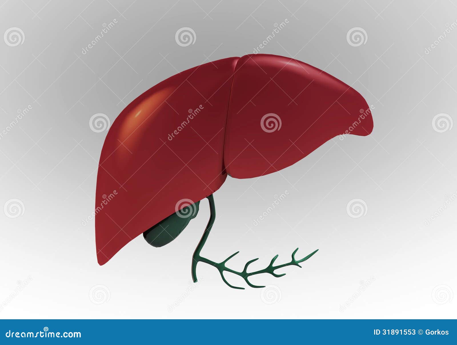 Lever stock illustrationer. Illustration av anatomical - 31891553