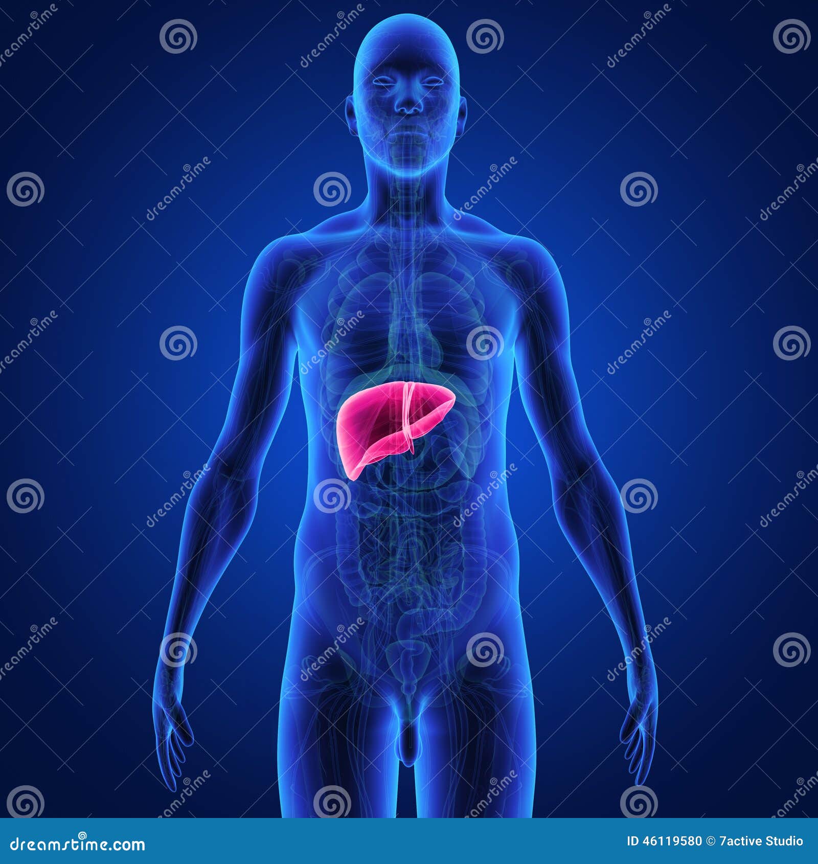Lever stock illustratie. Illustration of gezondheid, biologie - 46119580