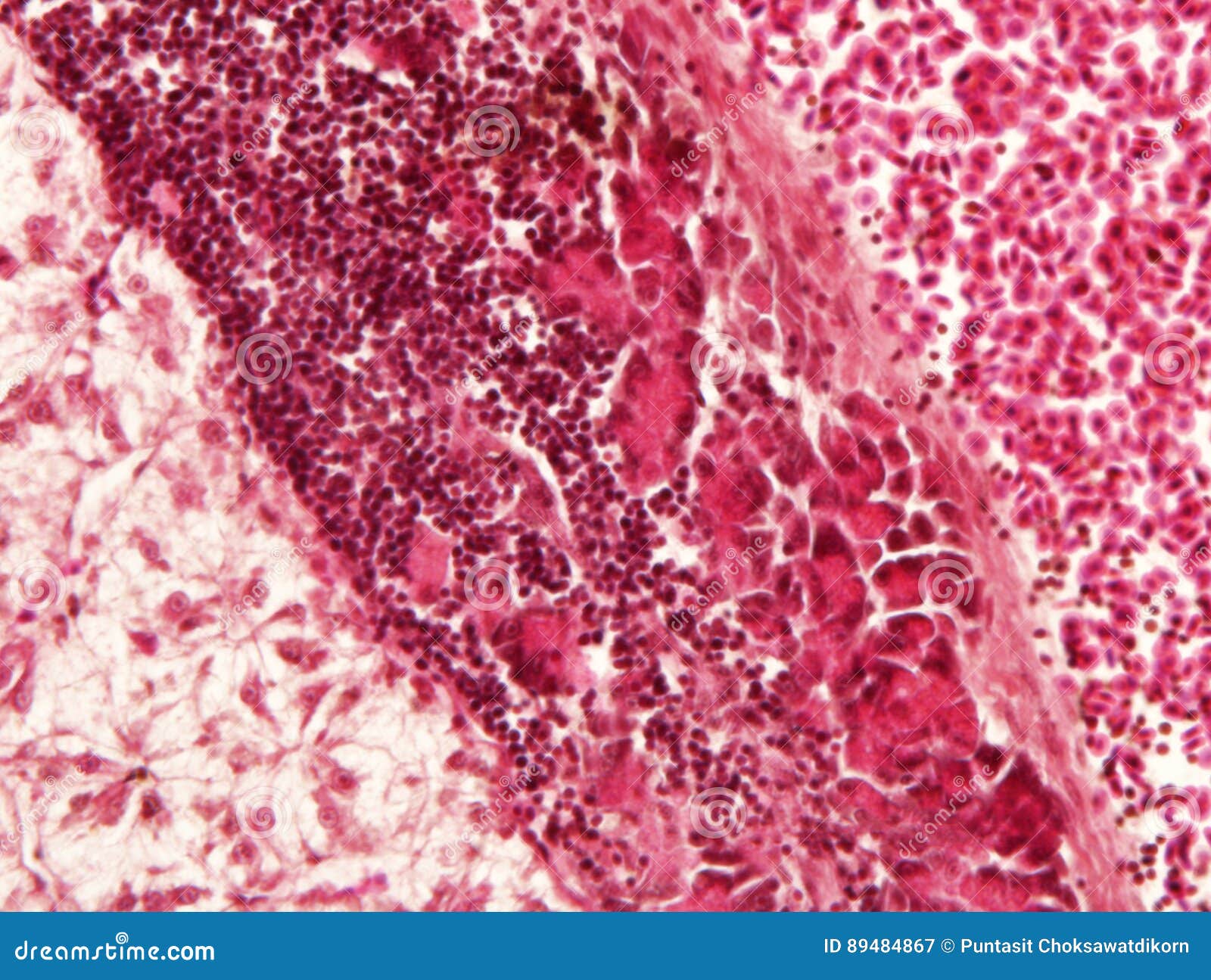 Lever dierlijk weefsel stock afbeelding. Image of achtergrond - 89484867