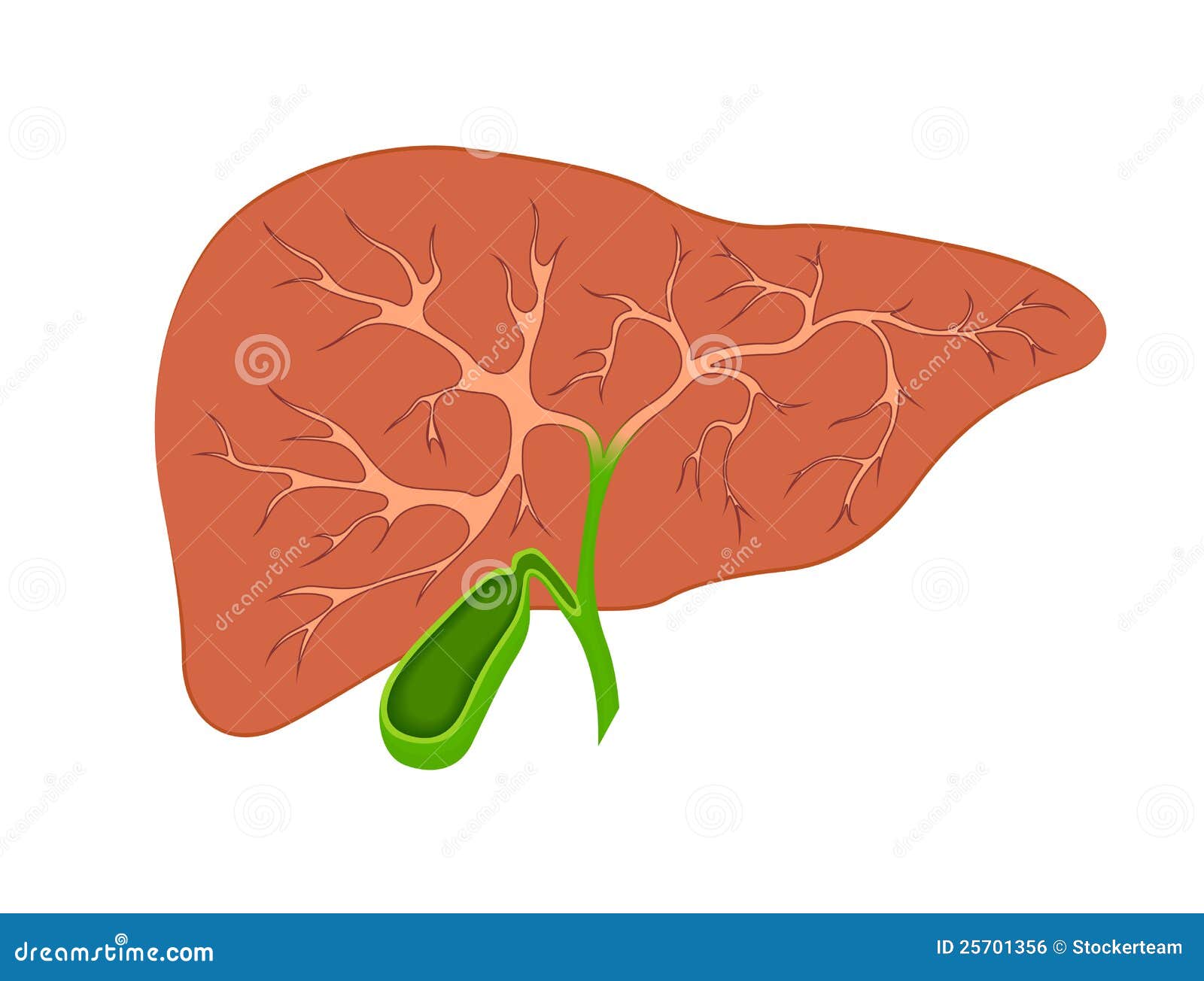 Lever En Galblaas In De Context Royalty-vrije Stock Afbeelding - Beeld ...