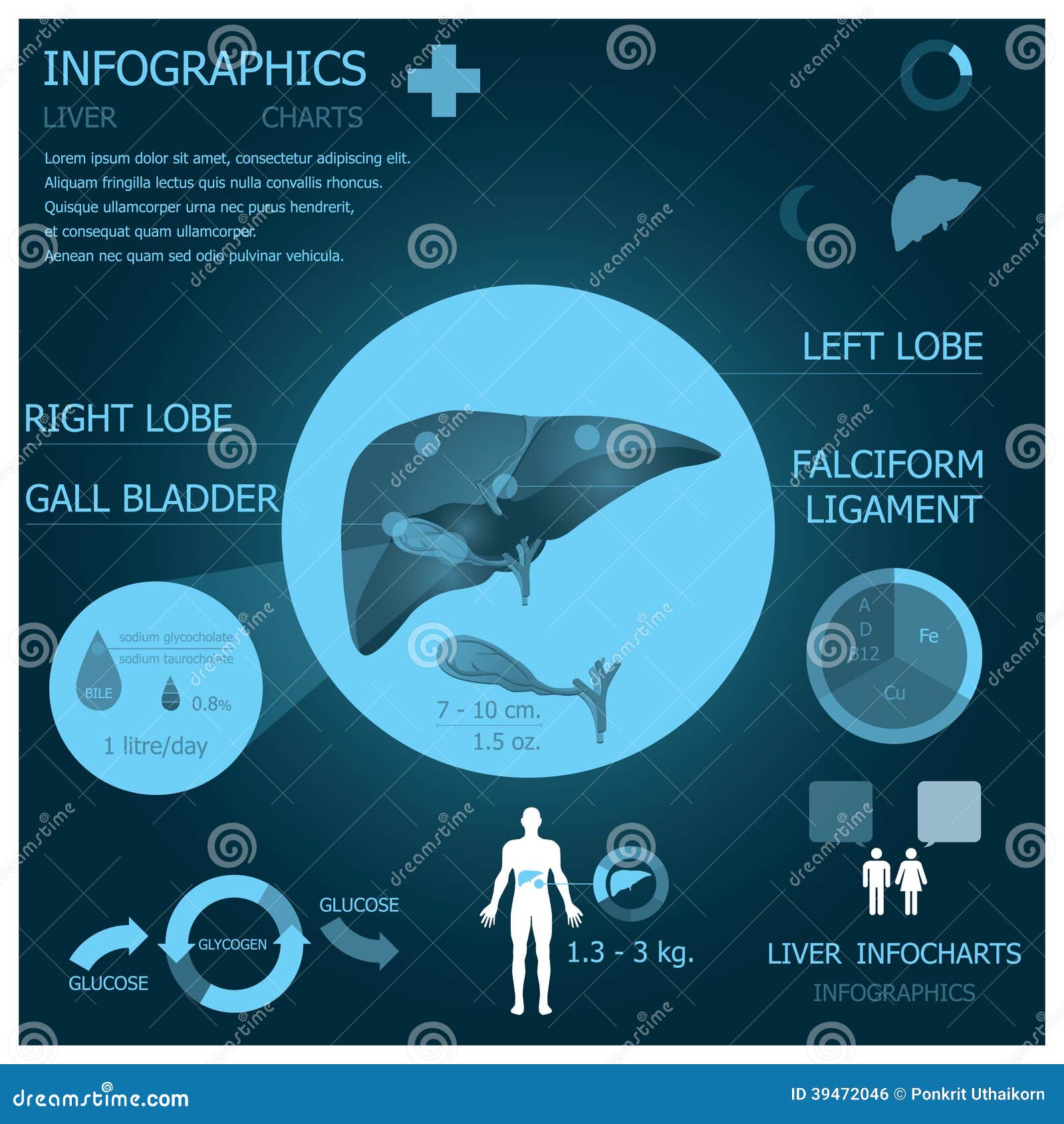 Lever Infographic Infocharts Vector Illustratie - Illustration of ...