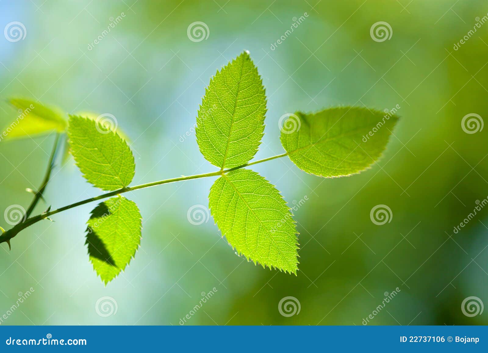 Leves stock photo. Image of foliage, environment, focus - 22737106