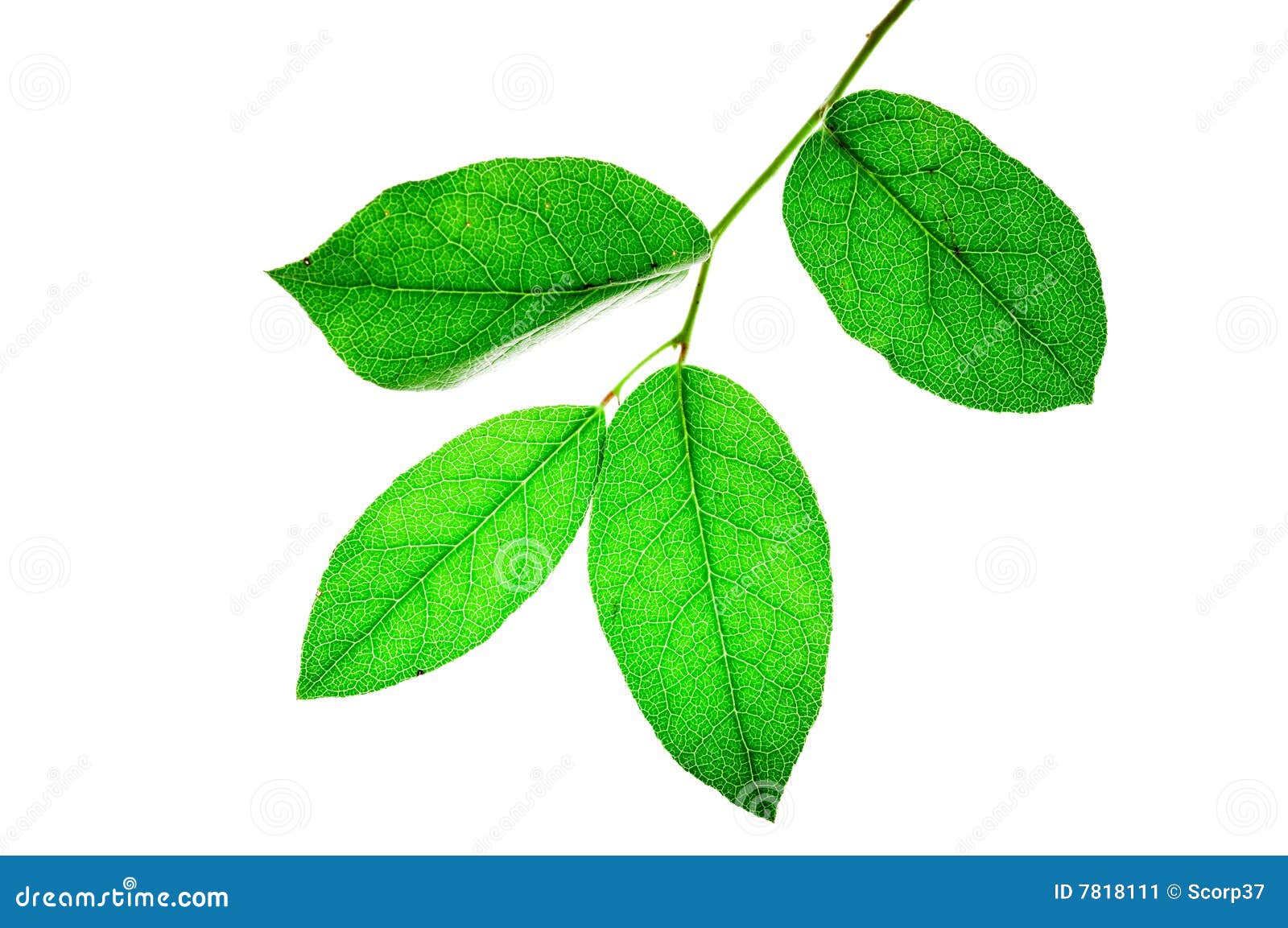 Leves stock image. Image of lush, foliage, life, elegance - 7818111