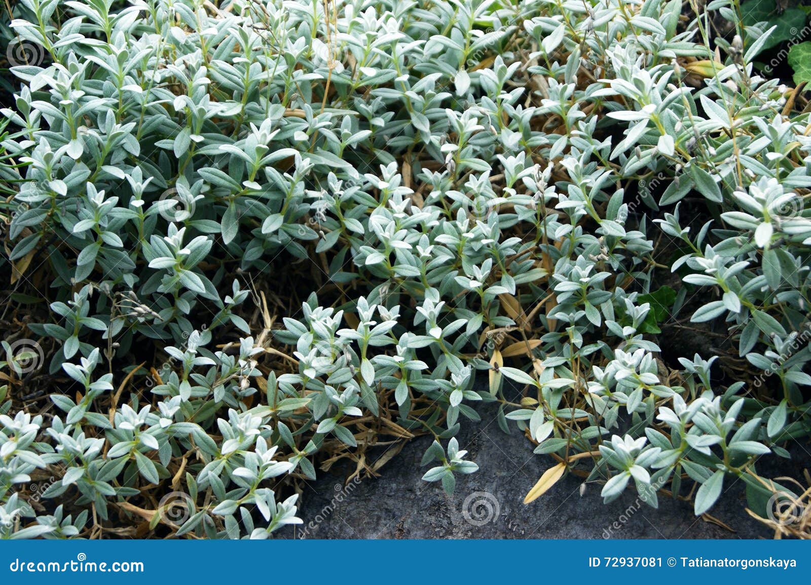 Leves of garden plants stock image. Image of brushwood - 72937081