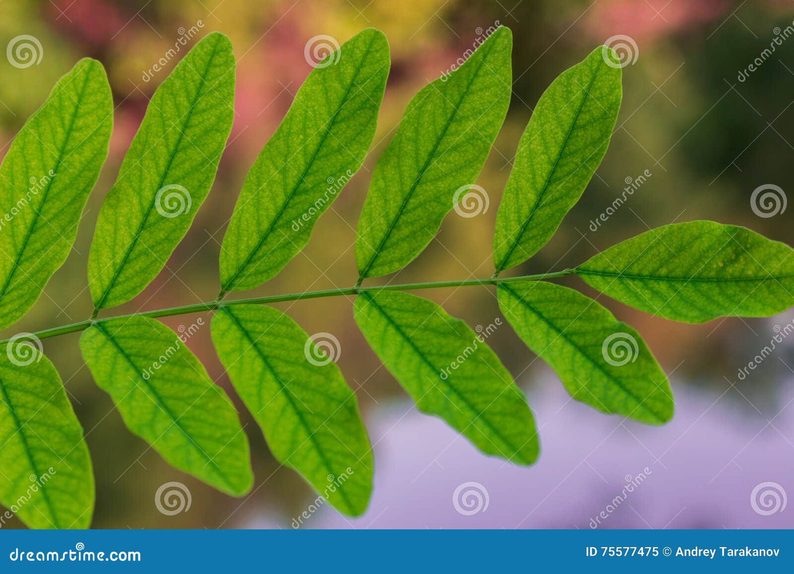 Leves stock image. Image of green, leaves, leaf, beautiful - 75577475