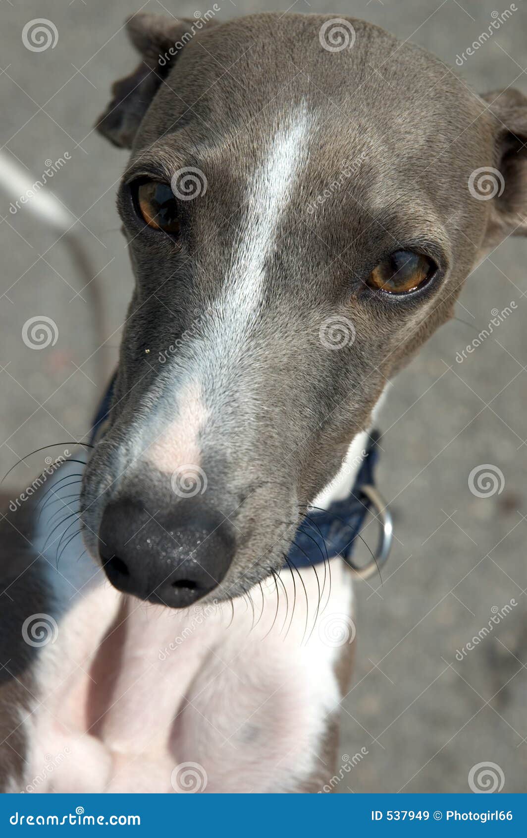 Levriero I immagine stock. Immagine di bianco, italiano - 537949