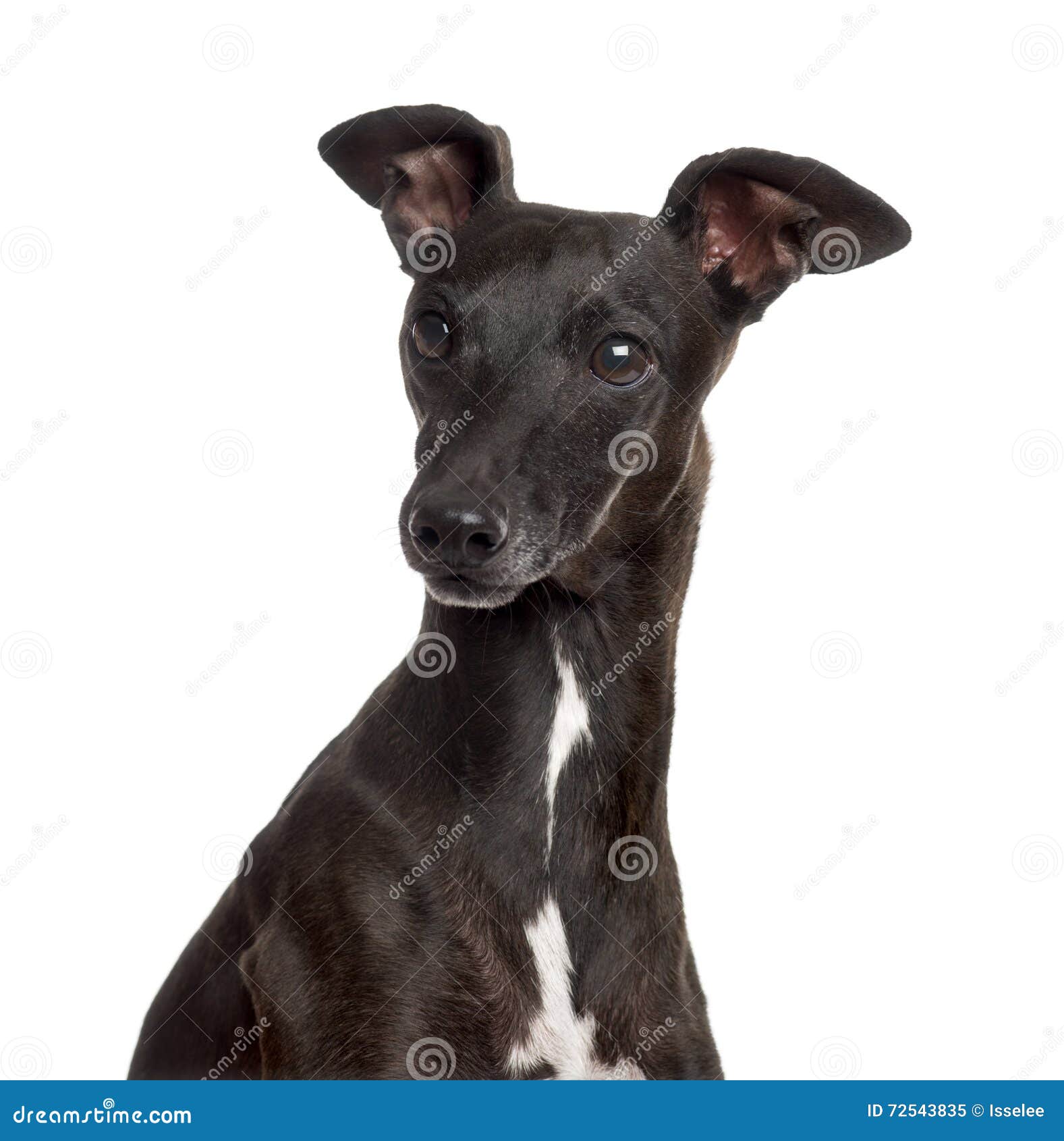 Levriero Italiano Isolato Su Bianco Immagine Stock - Immagine di sfondo ...
