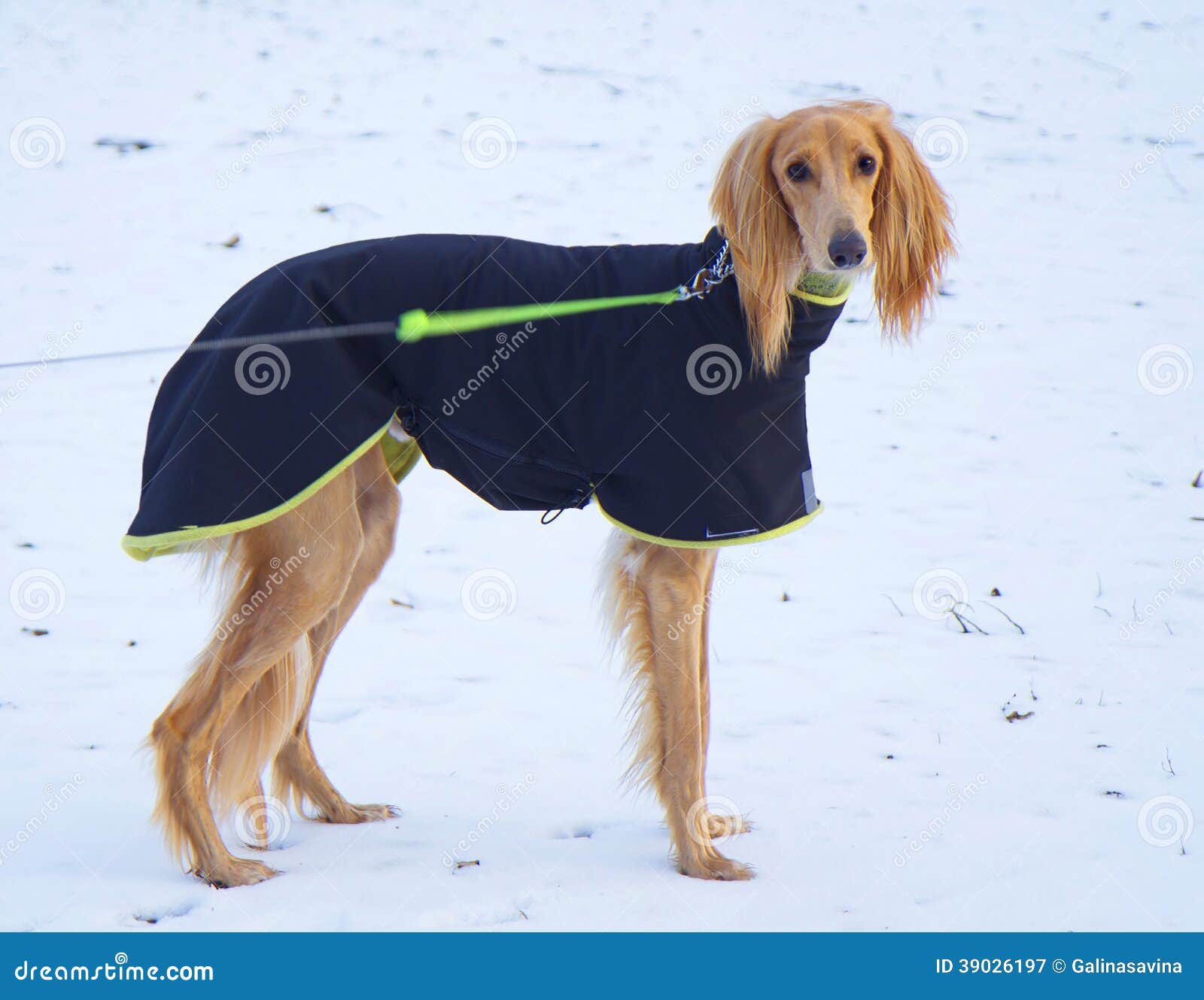 Levriero persiano Saluki immagine stock. Immagine di cane - 39026197