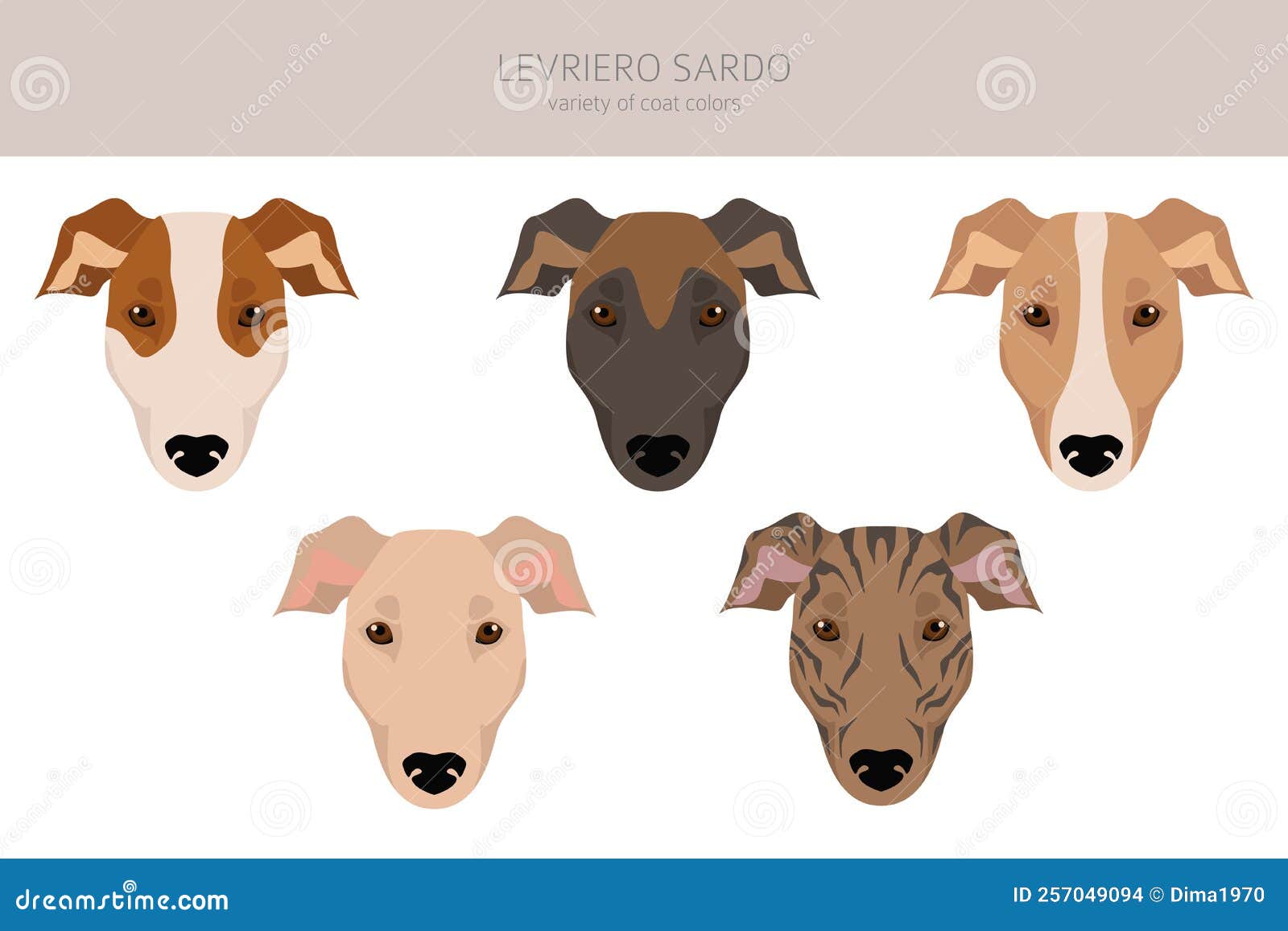Levriero Sardo Clipart. Different Coat Colors Set Stock Vector ...