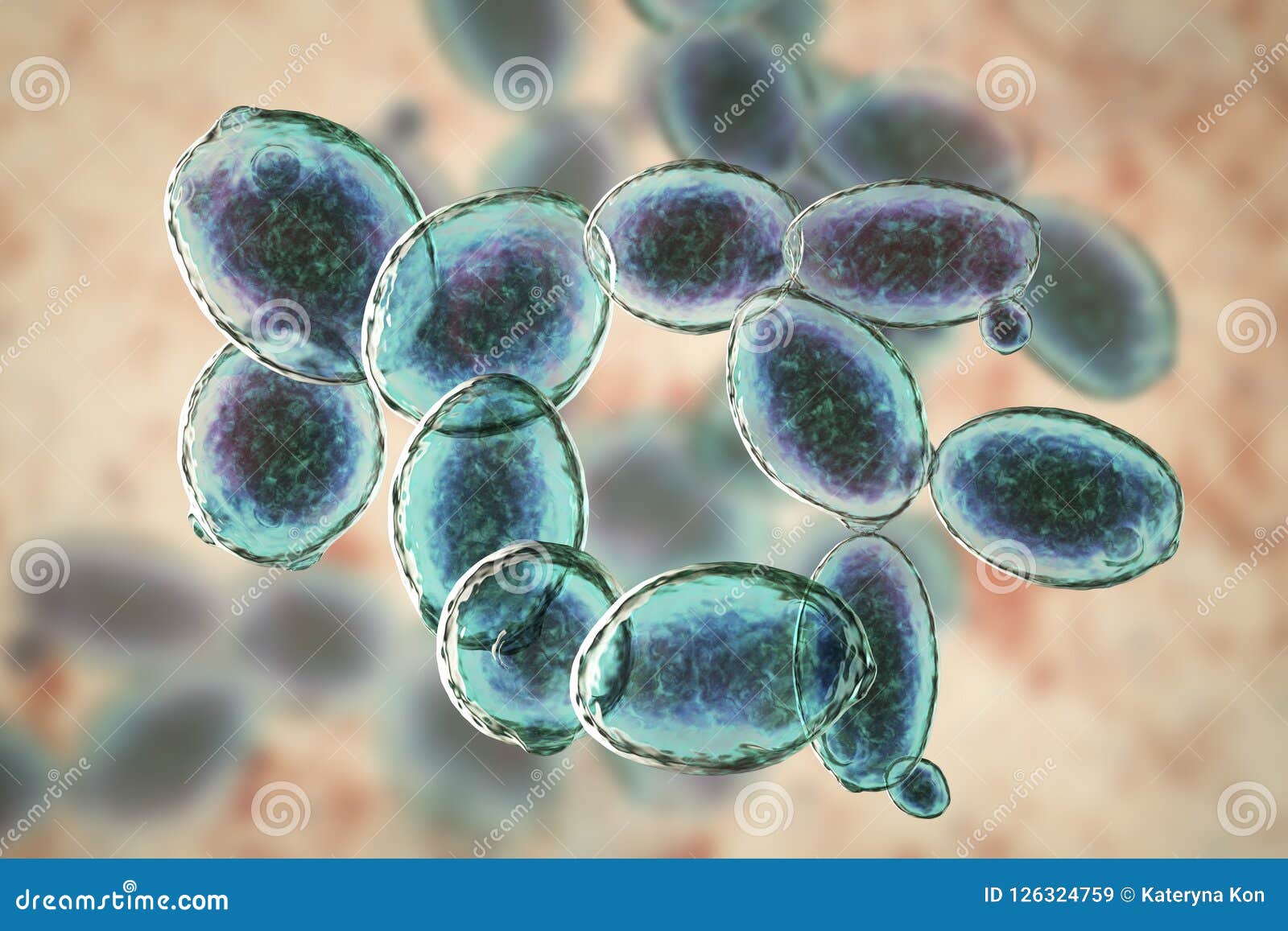 Levure De Saccharomyces Cerevisiae Illustration Stock - Illustration du ...