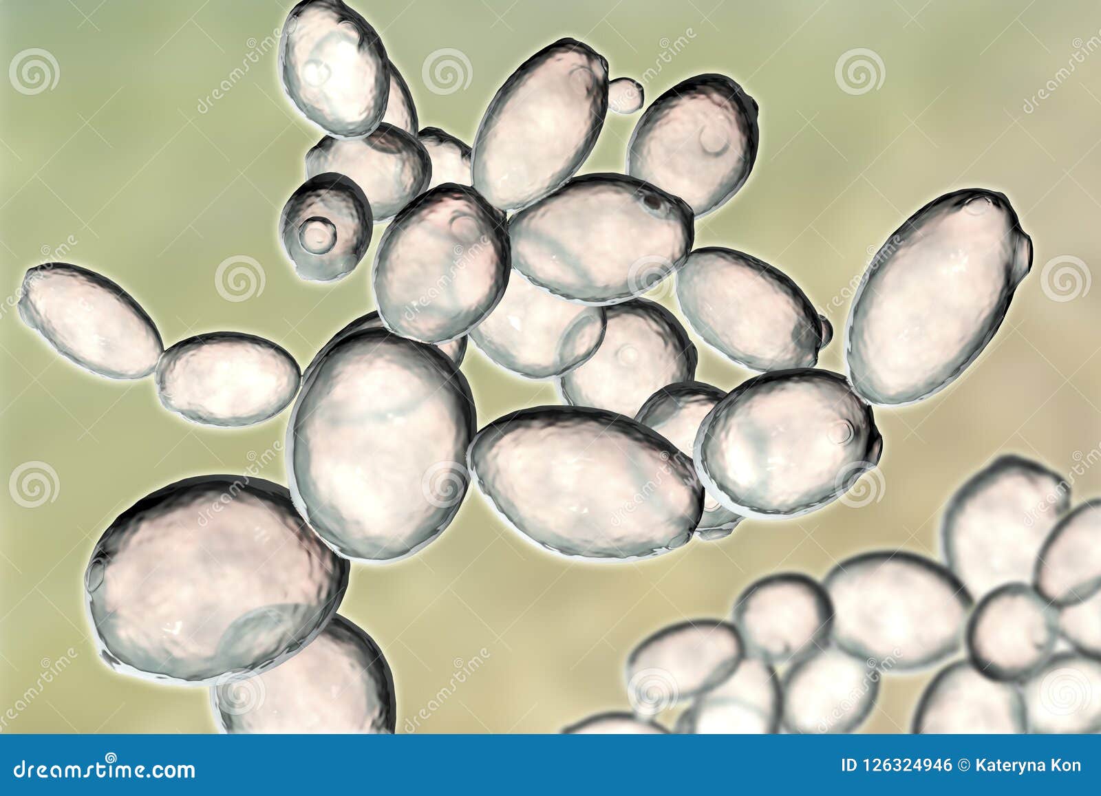 Levure De Saccharomyces Cerevisiae Illustration Stock - Illustration du ...