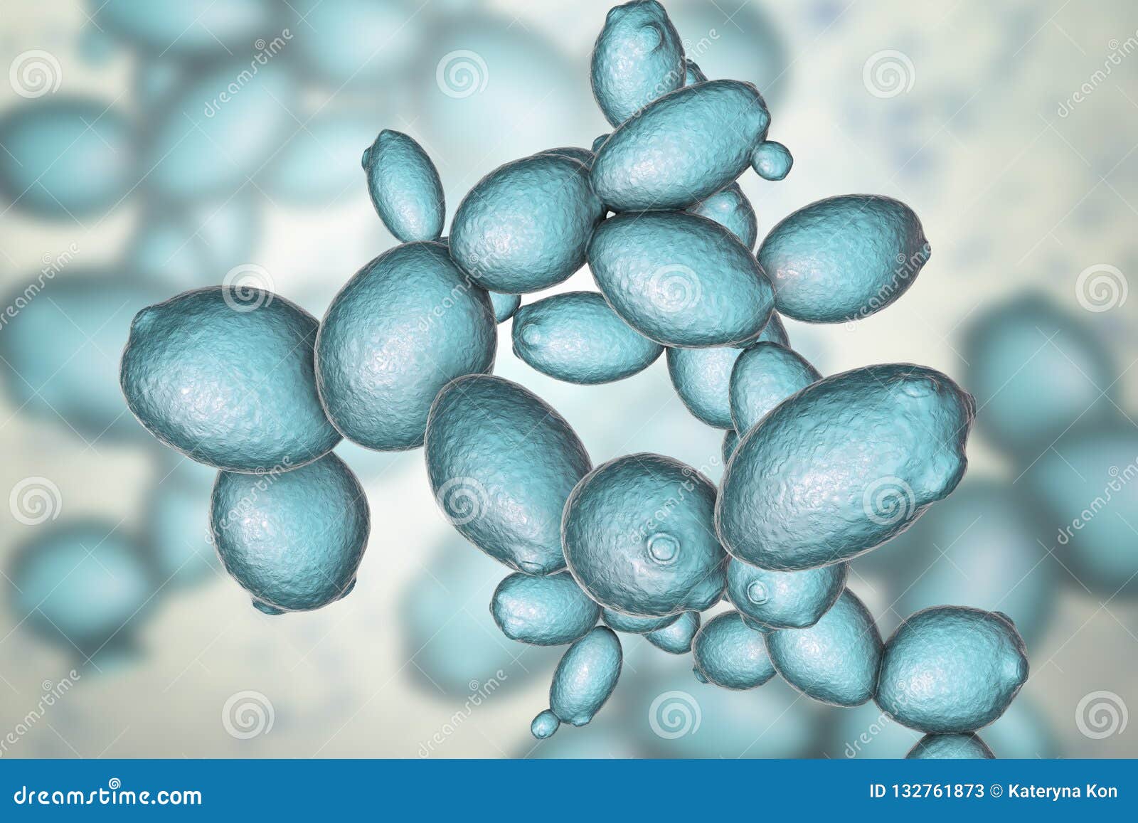 Levure De Saccharomyces Cerevisiae Illustration Stock - Illustration of ...