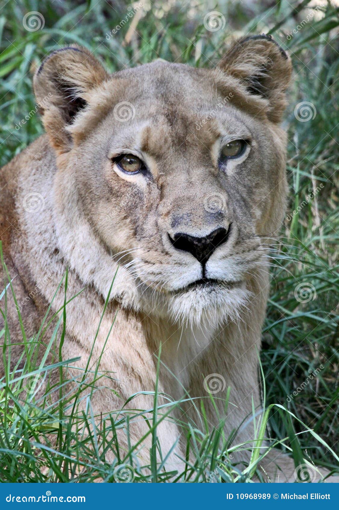 Lew obraz stock. Obraz złożonej z femaleness, greenbacks - 10968989