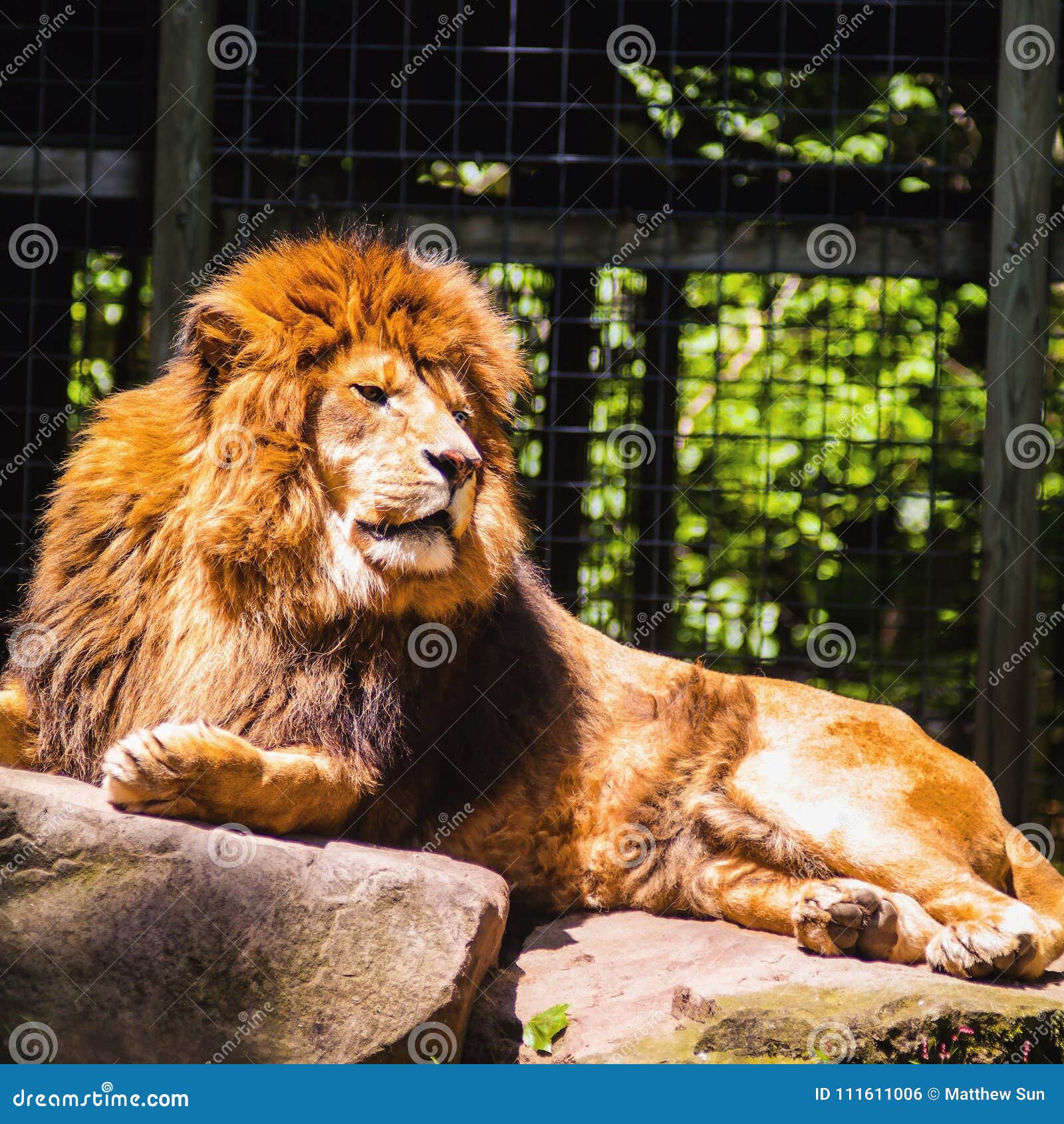 Lew zdjęcie stock. Obraz złożonej z pogodny, skała, duży - 111611006