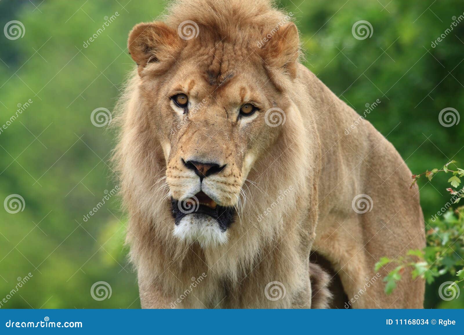 Lew zdjęcie stock. Obraz złożonej z afryka, samiec, duży - 11168034