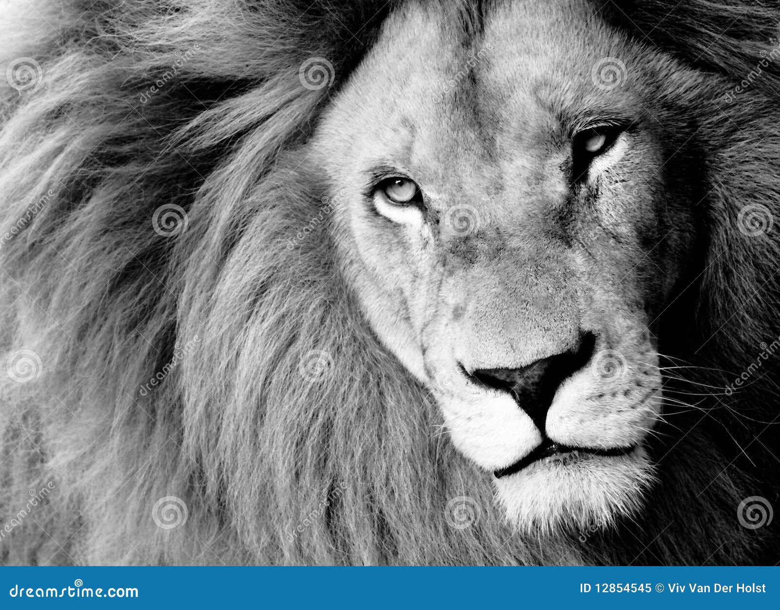 Lew obraz stock. Obraz złożonej z życie, ciało, grzywa - 12854545