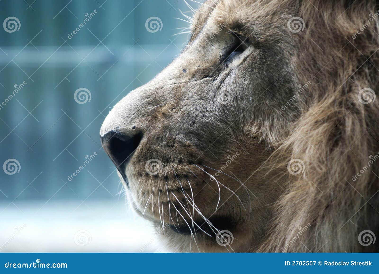 Lew obraz stock. Obraz złożonej z patrzeje, afrykanin - 2702507