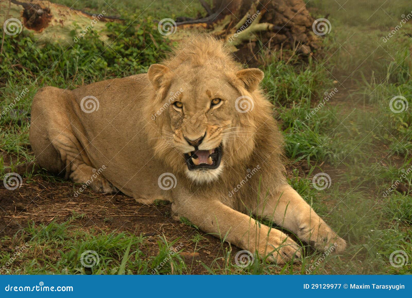 Lew obraz stock. Obraz złożonej z sawanna, straszny, oczy - 29129977