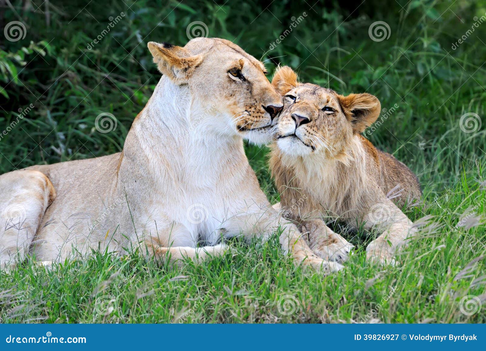 Lew obraz stock. Obraz złożonej z koci, migreny, matka - 39826927
