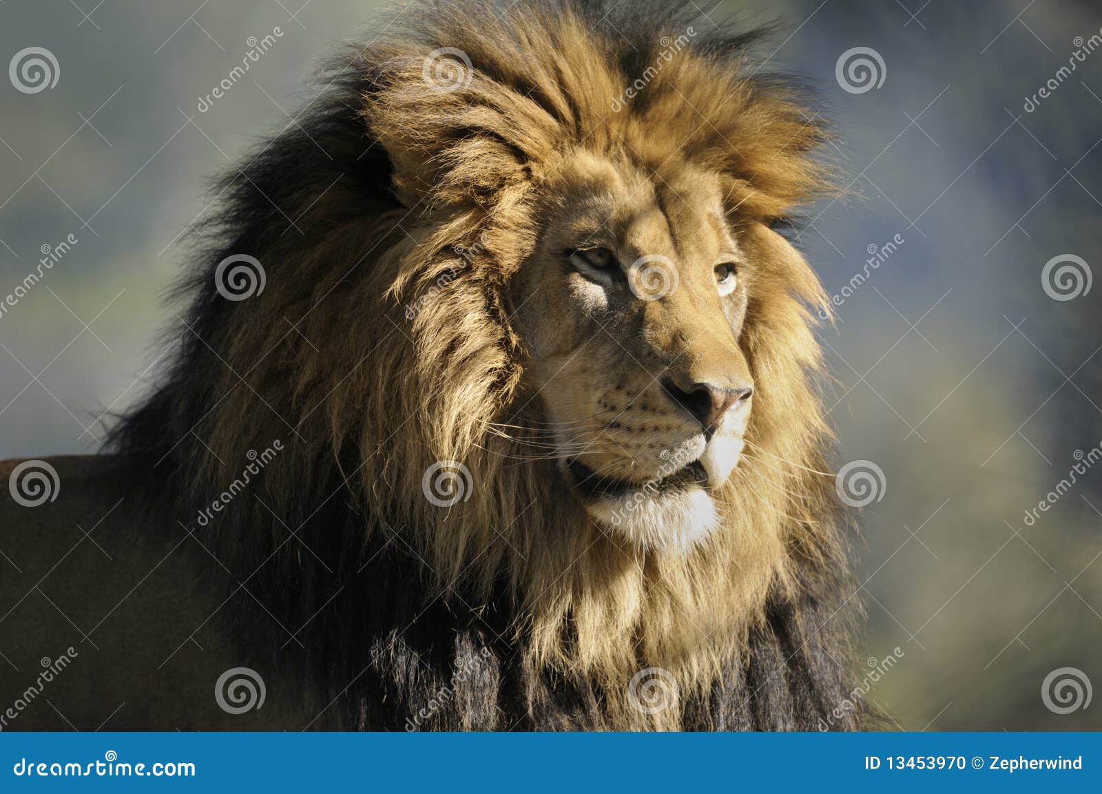 Lew samiec zdjęcie stock. Obraz złożonej z afryka, środowisko - 13453970