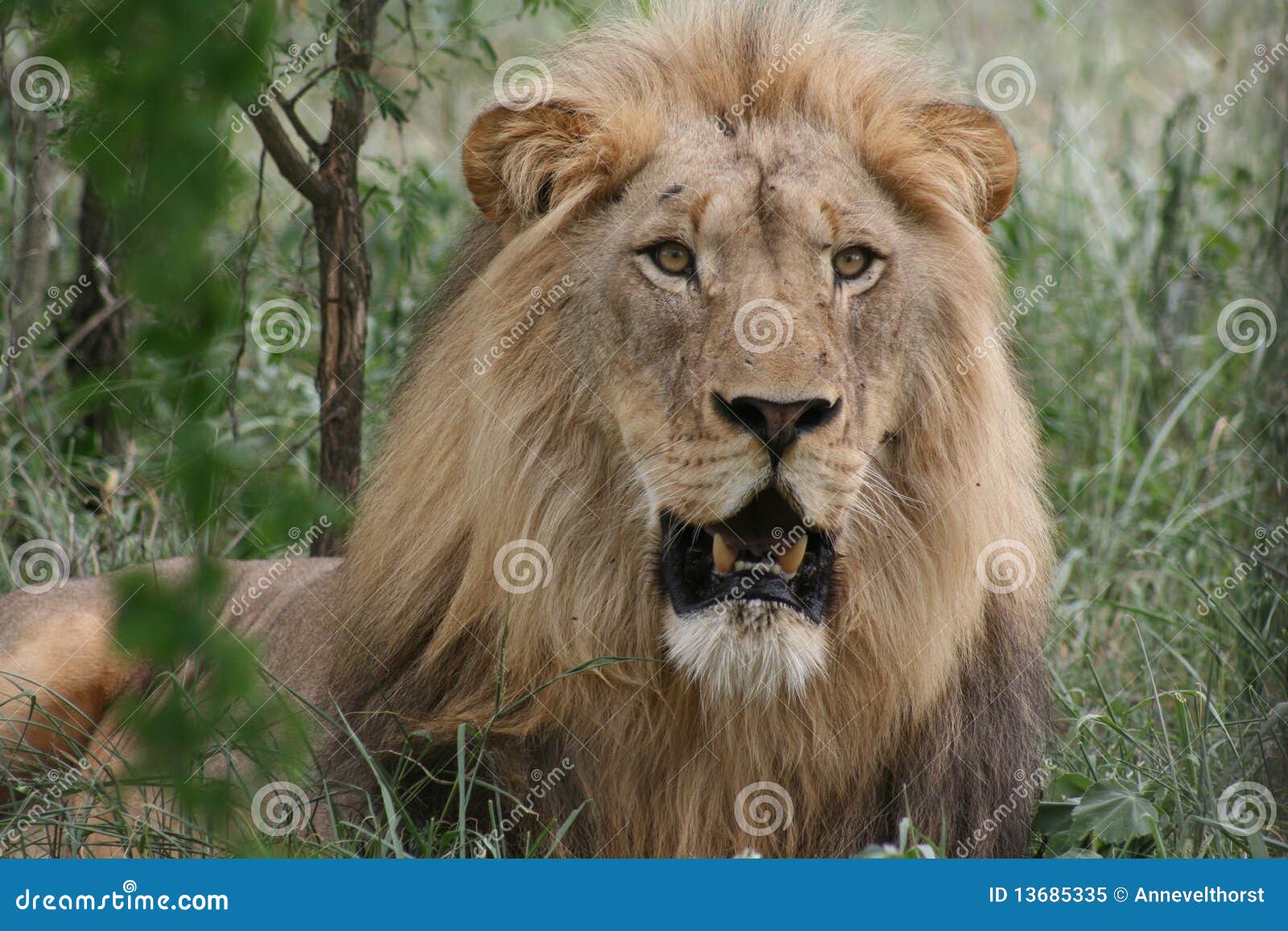 Lew samiec obraz stock. Obraz złożonej z samiec, grzywy - 13685335