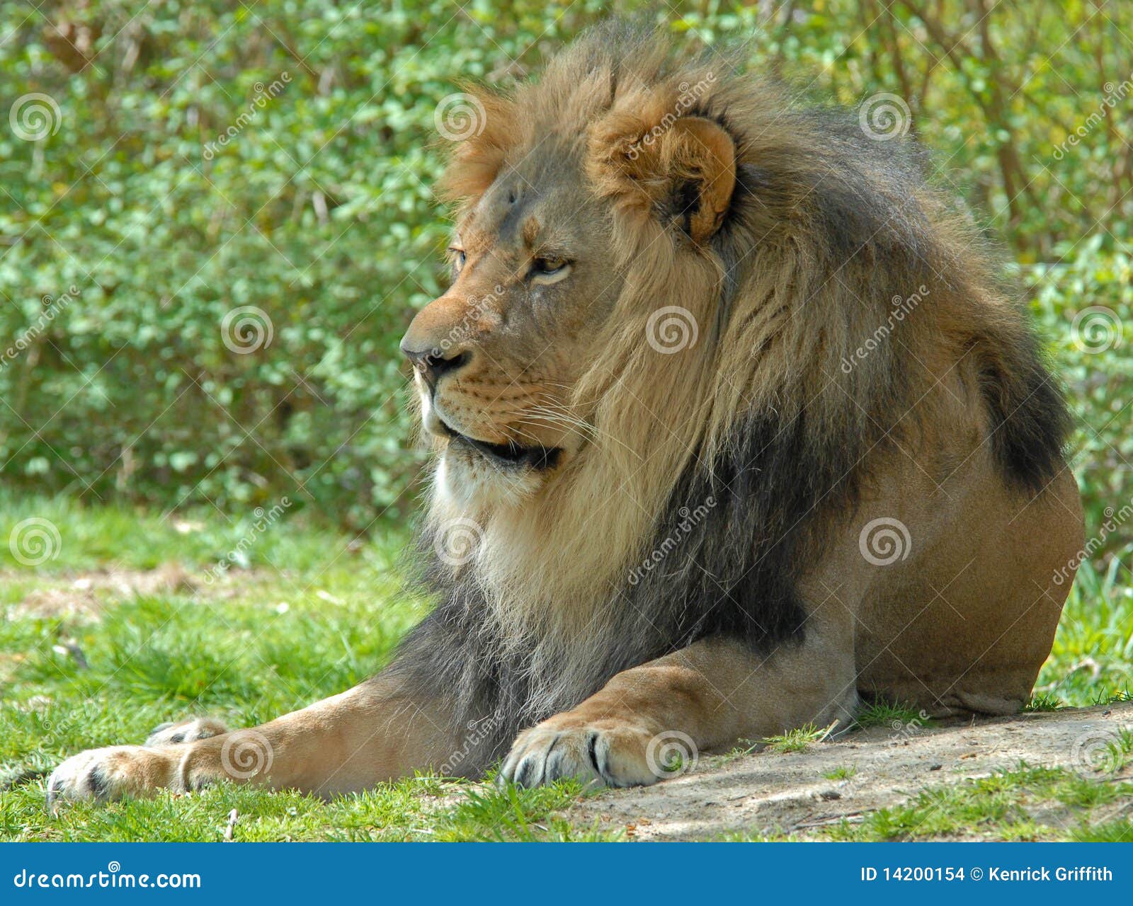 Lew samiec zdjęcie stock. Obraz złożonej z afrykanin - 14200154
