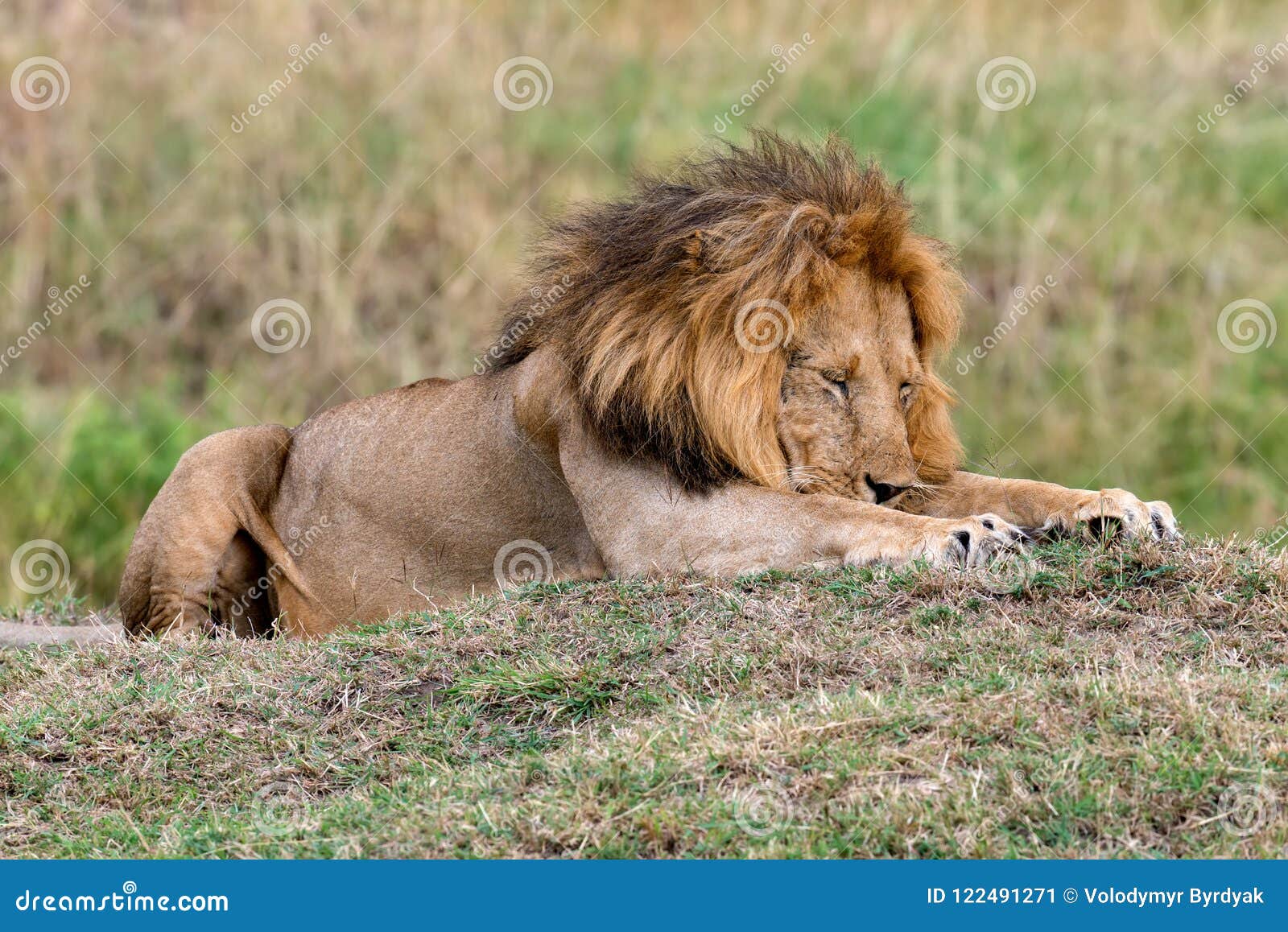 Lew Samiec W Parku Narodowym Kenja Obraz Stock - Obraz złożonej z kenja ...