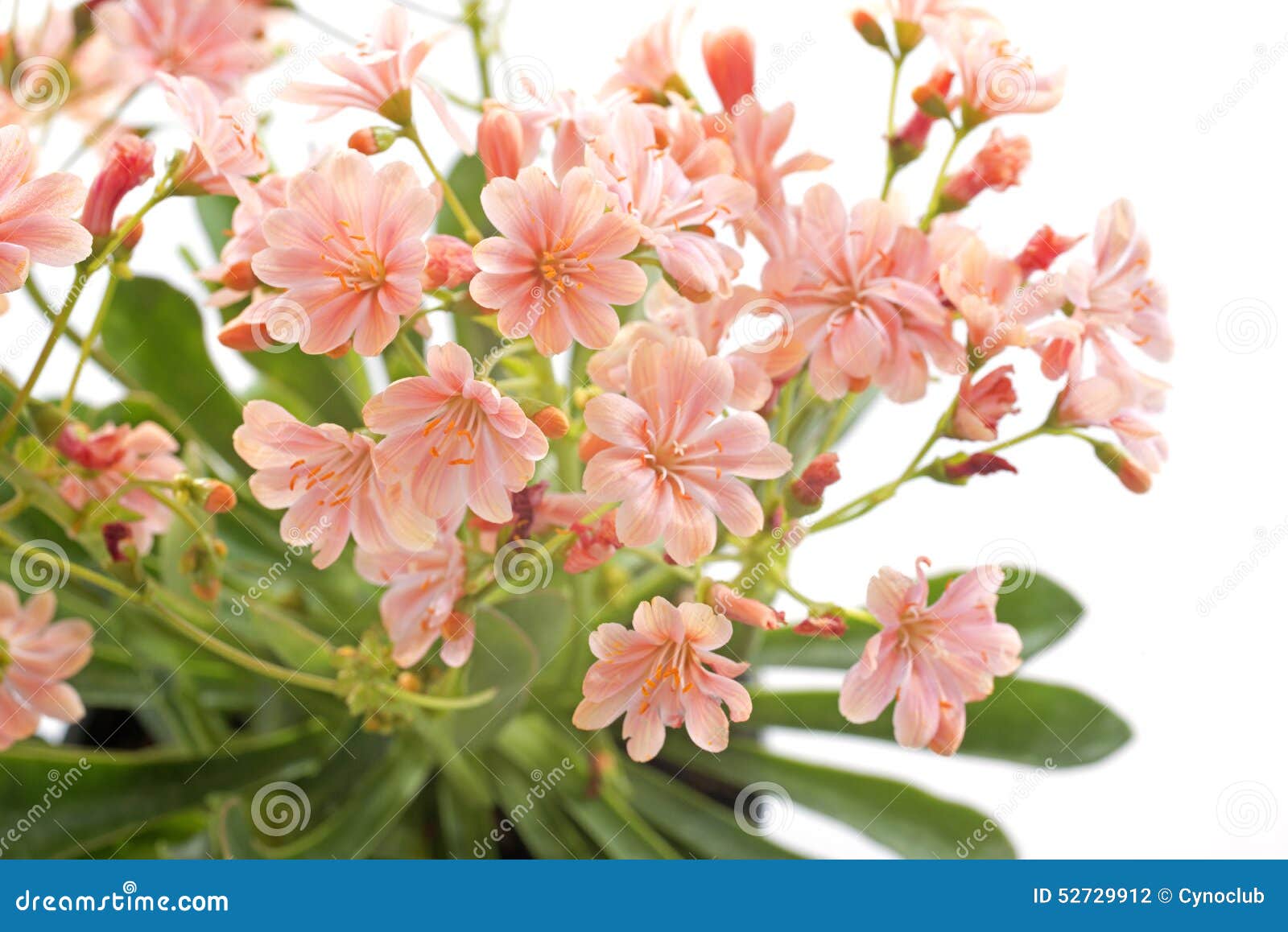Lewisia flowers stock photo. Image of background, plant - 52729912