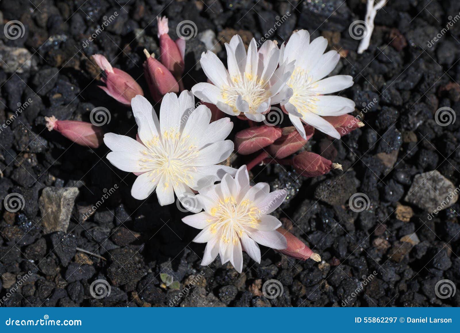 Lewisia Rediviva imagen de archivo. Imagen de idaho, flor - 55862297