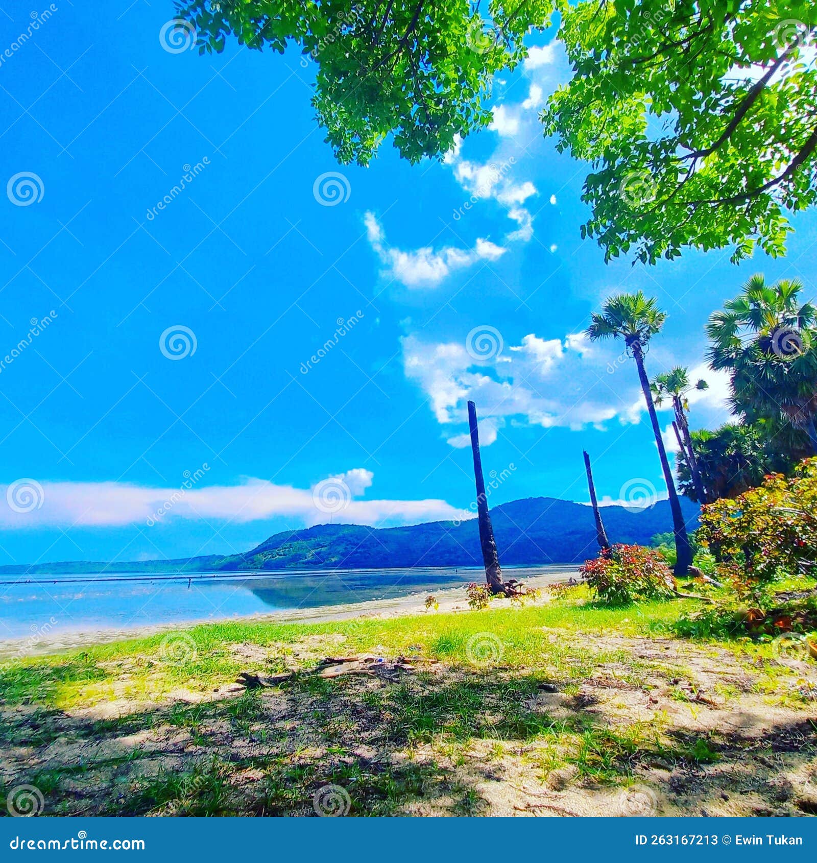 Lewolein Beach at Lembata Island Stock Image - Image of coast, plant ...