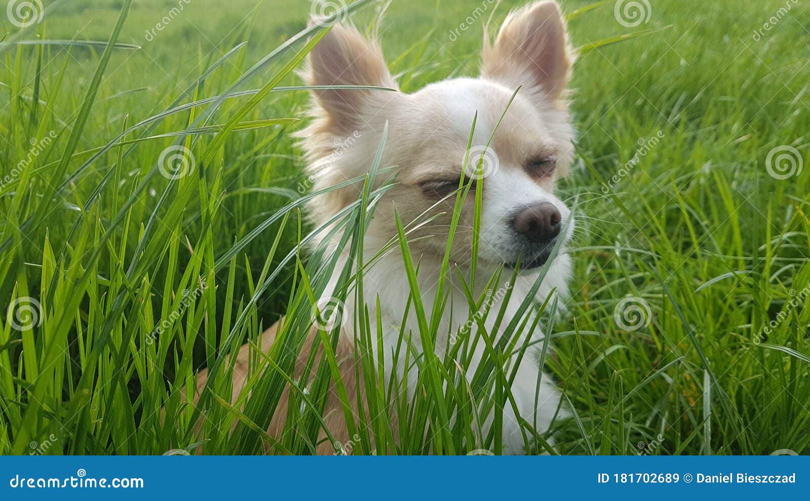 Lexi stock image. Image of puppy, flower, lexi, wildlife - 181702689