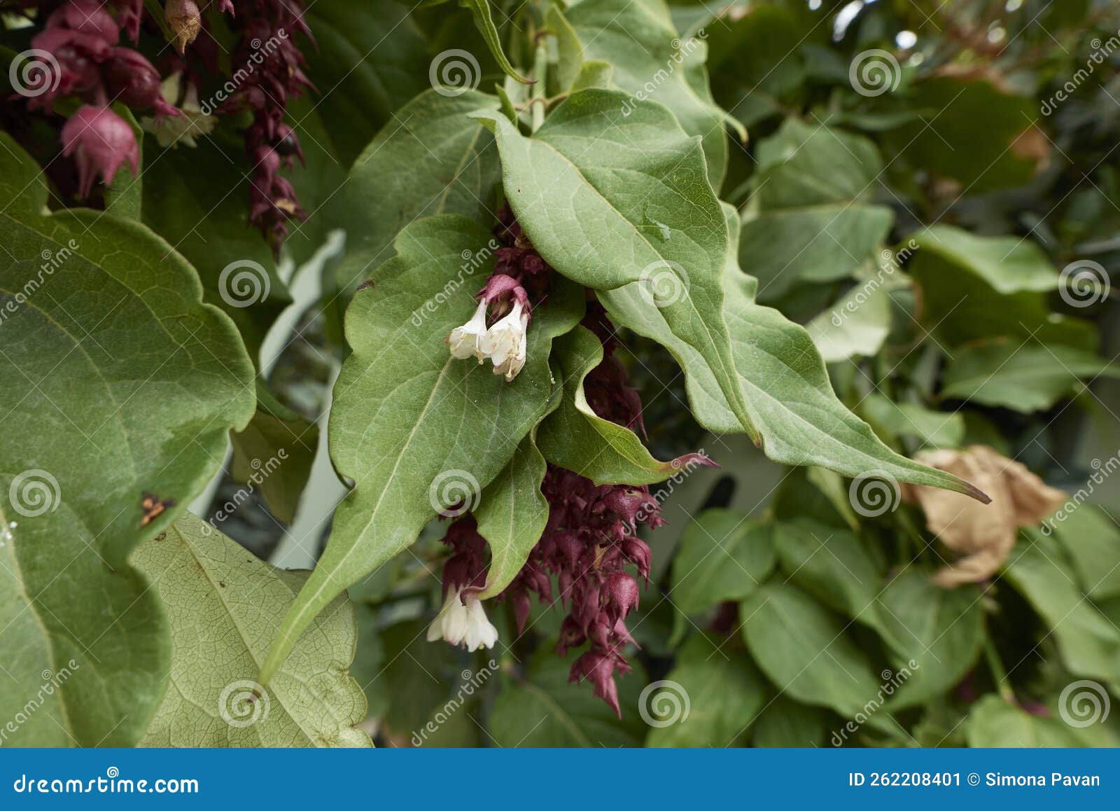 Leycesteria Formosa in Bloom Stock Image - Image of flower, garden ...
