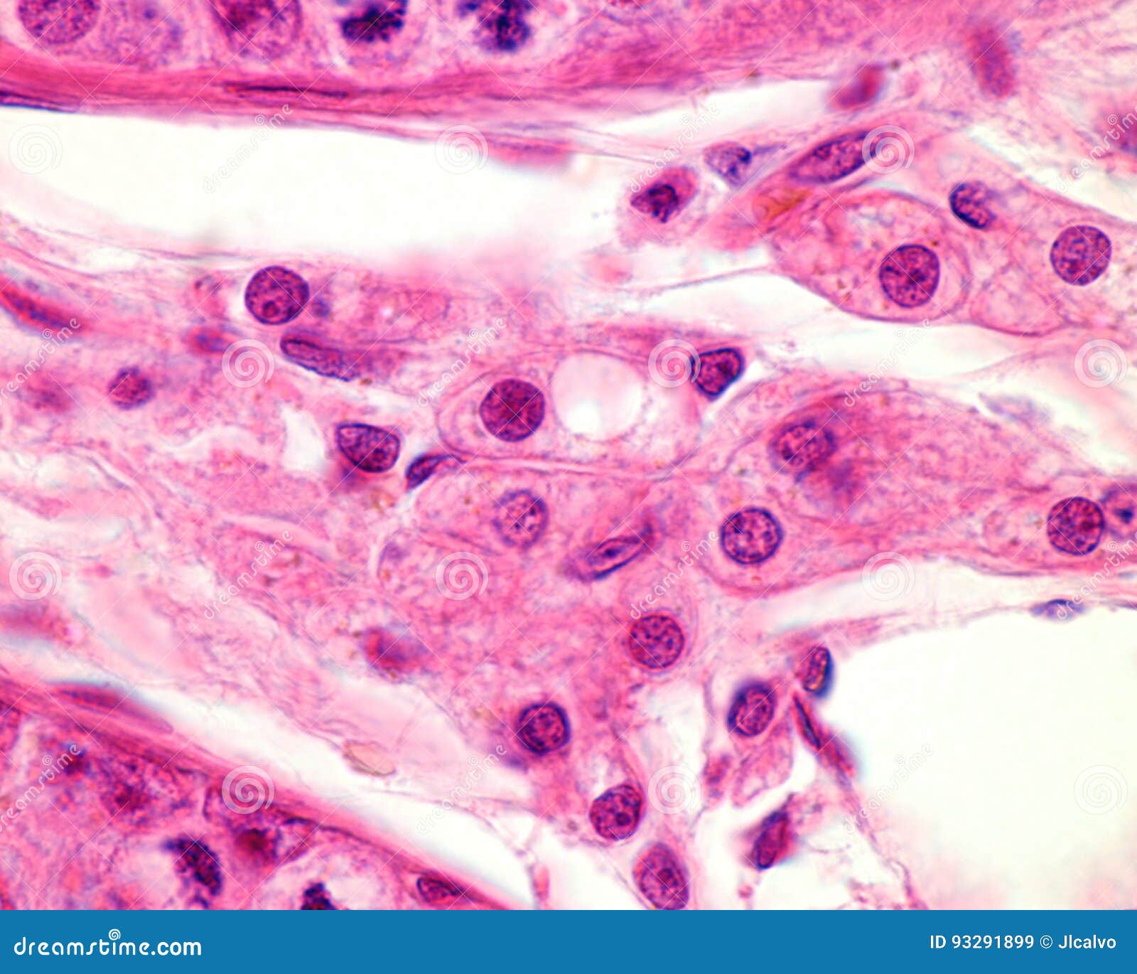 Leydig Cells Stock Image Image Of Testis Tissue Genital 93291899