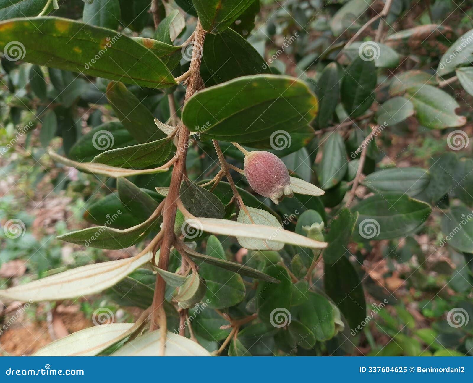 Leyenda de buah kemunting imagen de archivo. Imagen de flor - 337604625