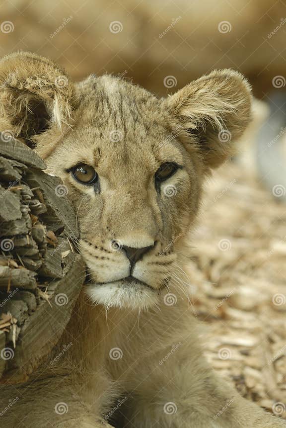 León Cub imagen de archivo. Imagen de joven, lindo, cachorro - 16399607