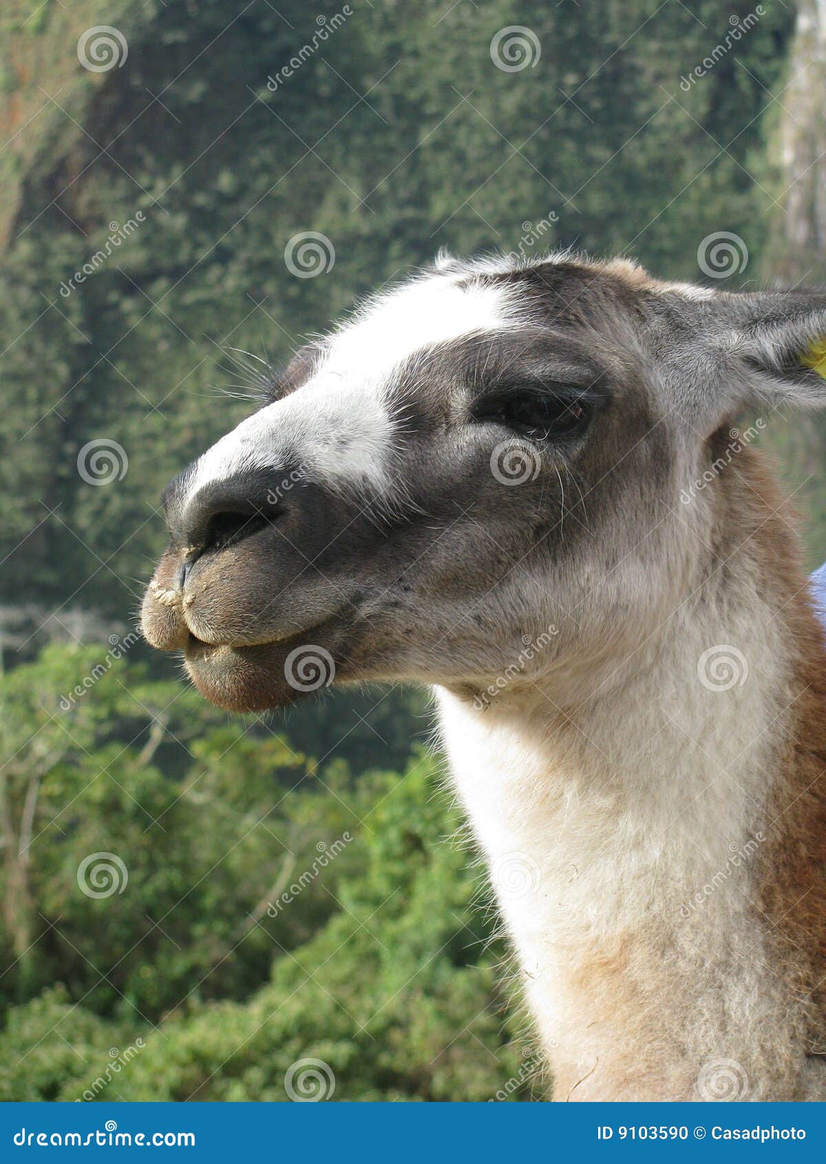 Lhama stock photo. Image of lhama, south, nature, andes - 9103590