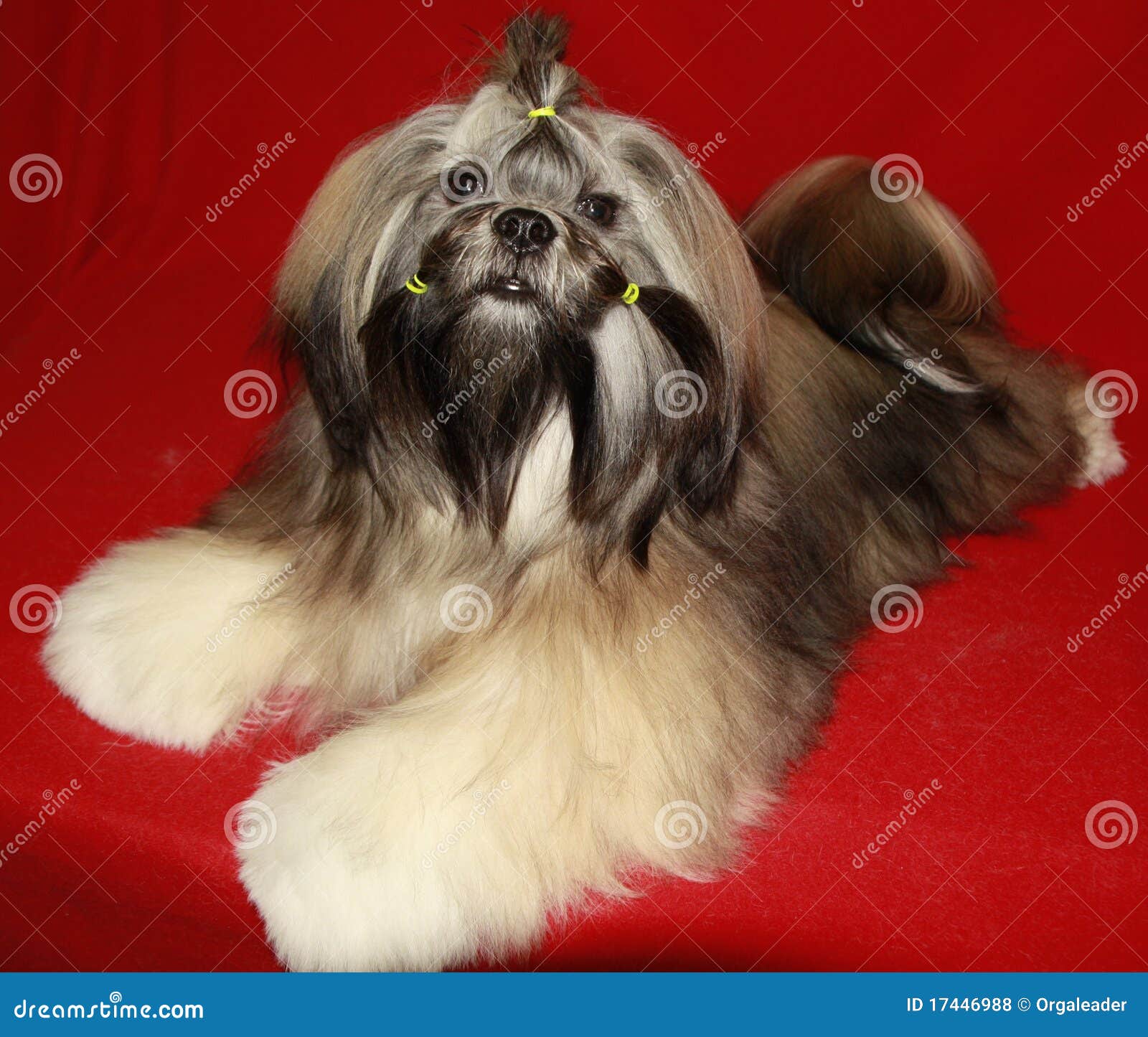 Lhasa Apso stock photo. Image of puppie, lhasa, apso - 17446988