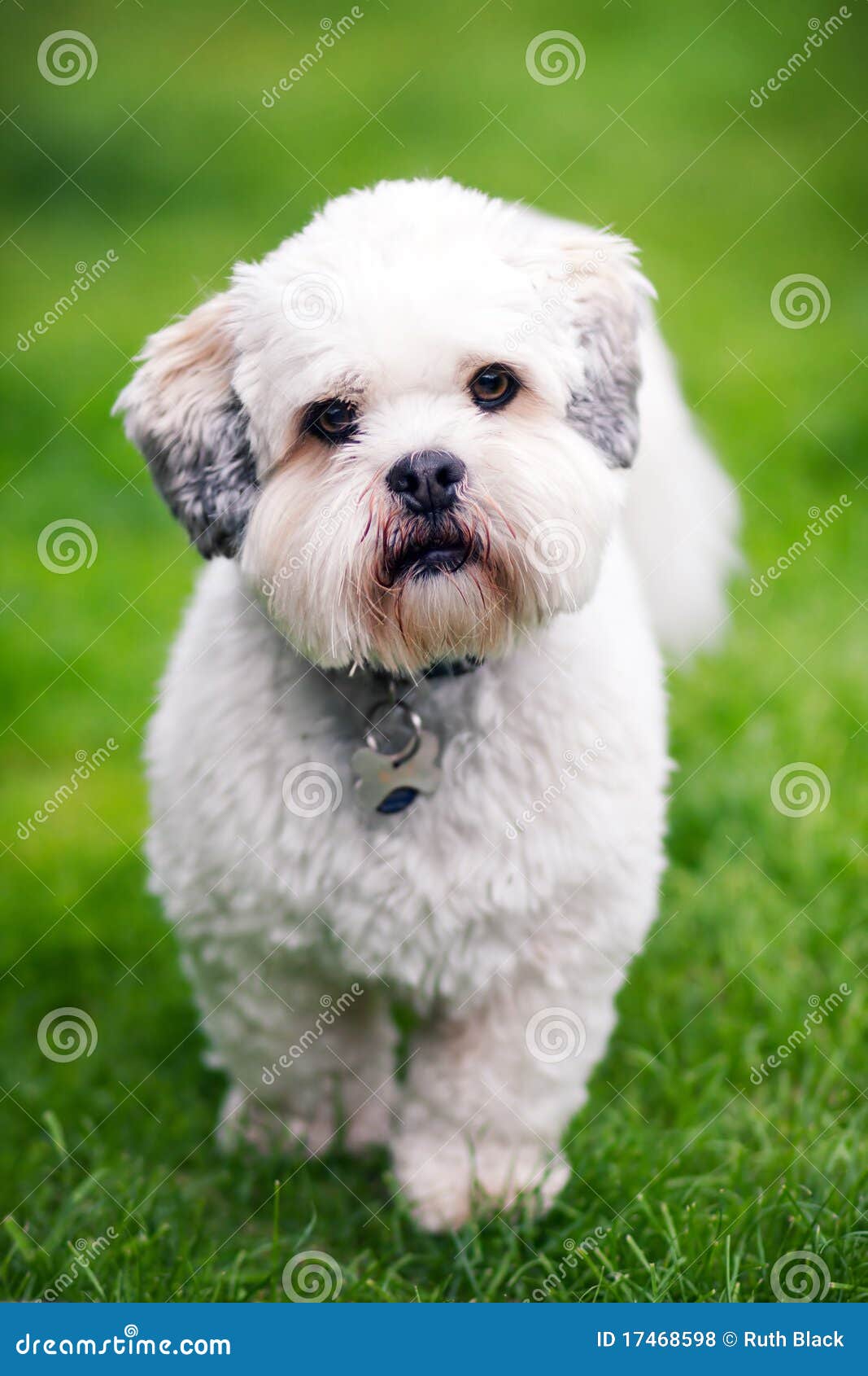 Lhasa apso stock photo. Image of cute, canine, animal - 17468598
