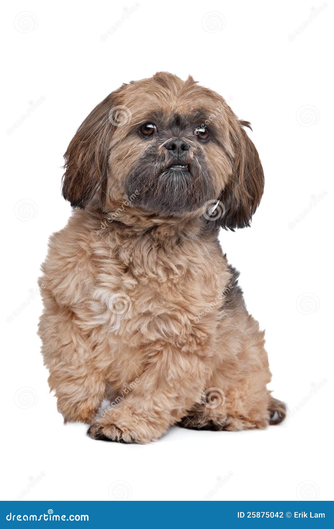 Lhasa Apso foto de archivo. Imagen de estudio, aislado - 25875042