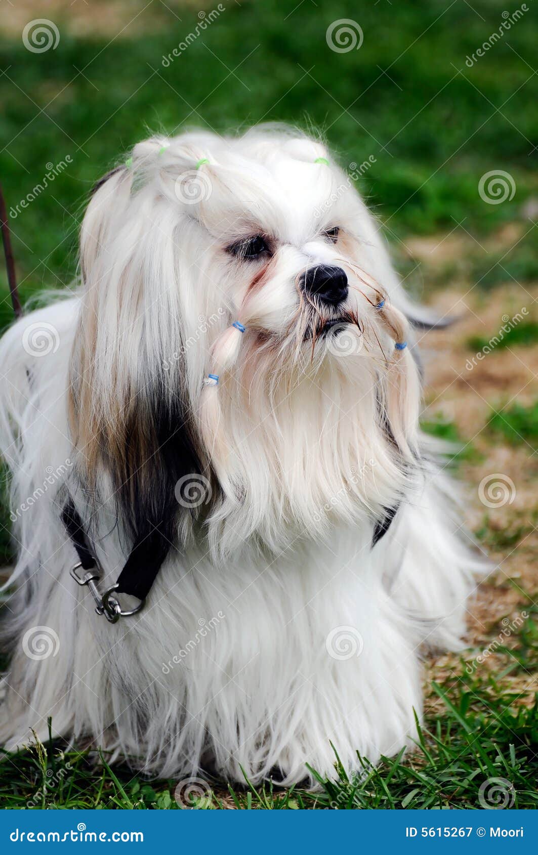 Lhasa apso stock image. Image of companion, cute, canis - 5615267