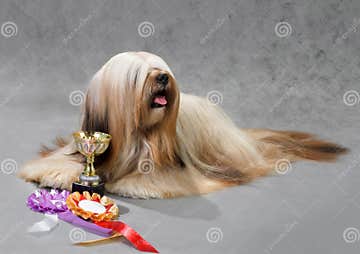 Lhasa Apso dog stock image. Image of nice, obedient, groomed - 20362517