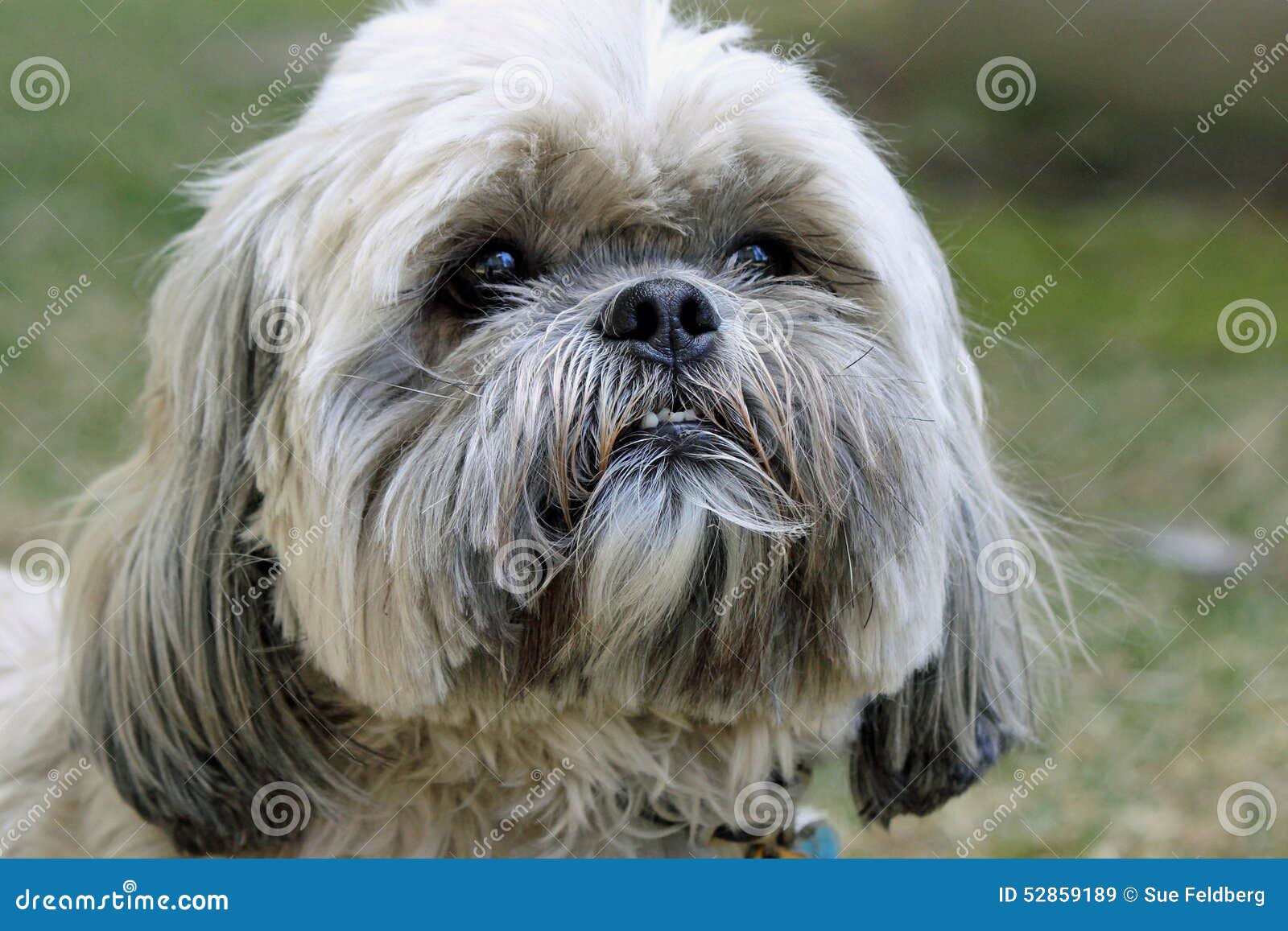 Lhasa Apso Dog stock image. Image of close, pedigree - 52859189