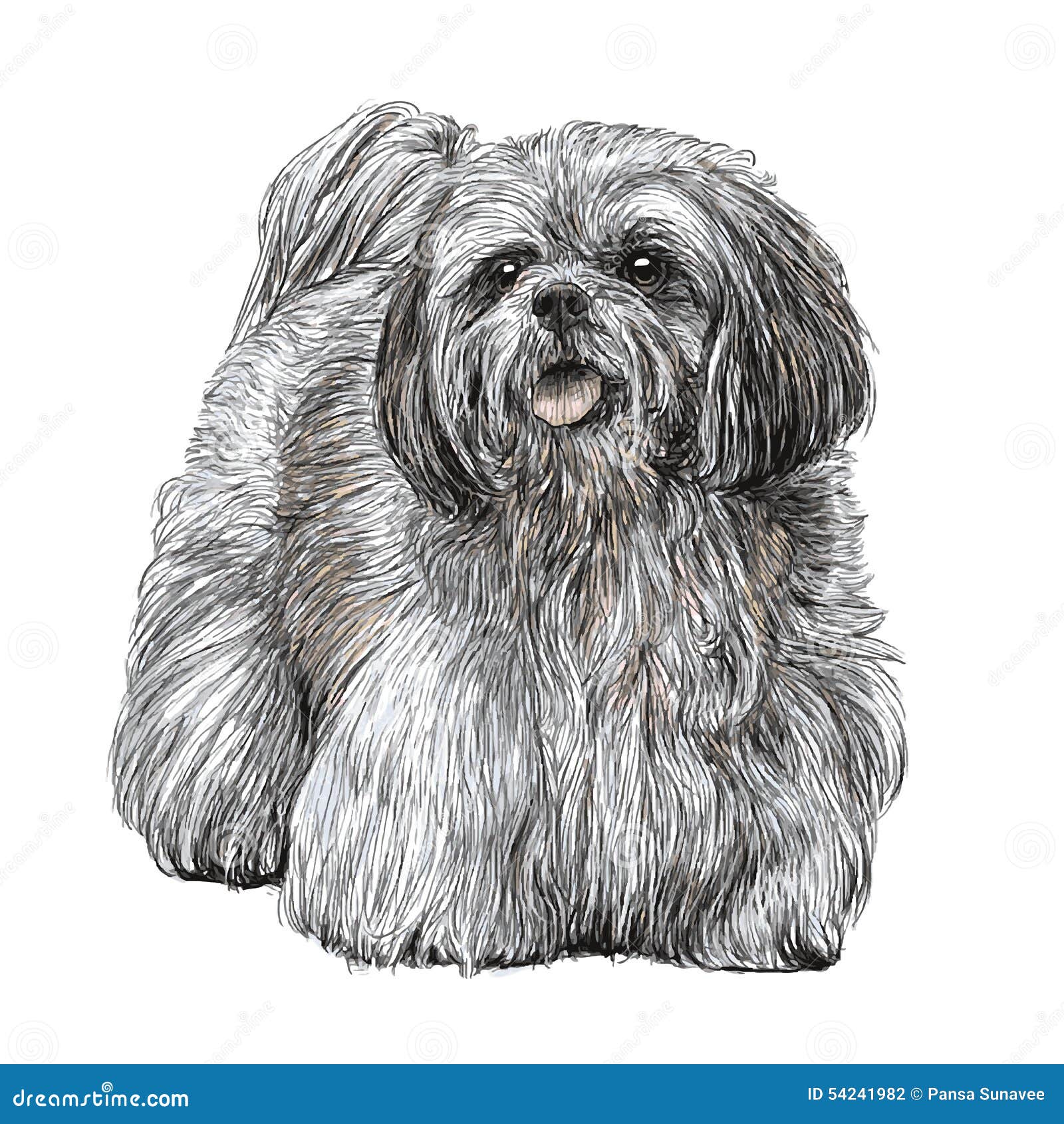 Lhasa Apso hand drawn stock vector. Illustration of lhasa - 54241982
